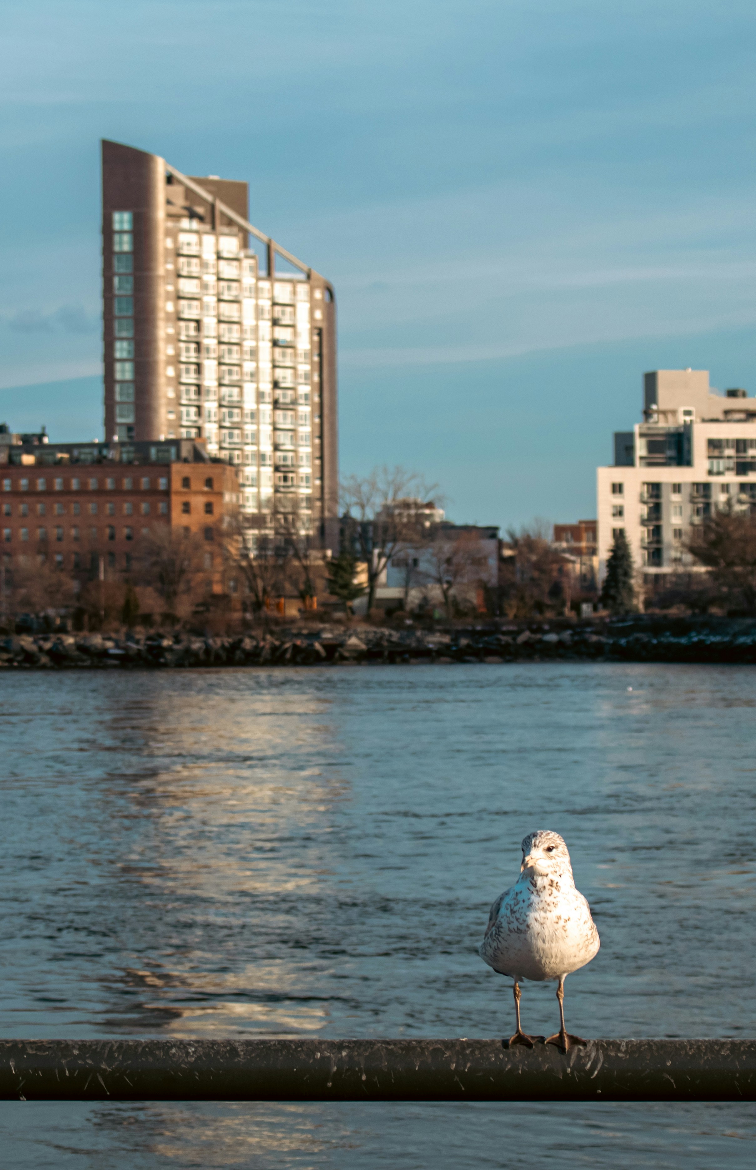 A seagull stands on a railing overlooking a calm river, framed by modern buildings reflecting the evening light.