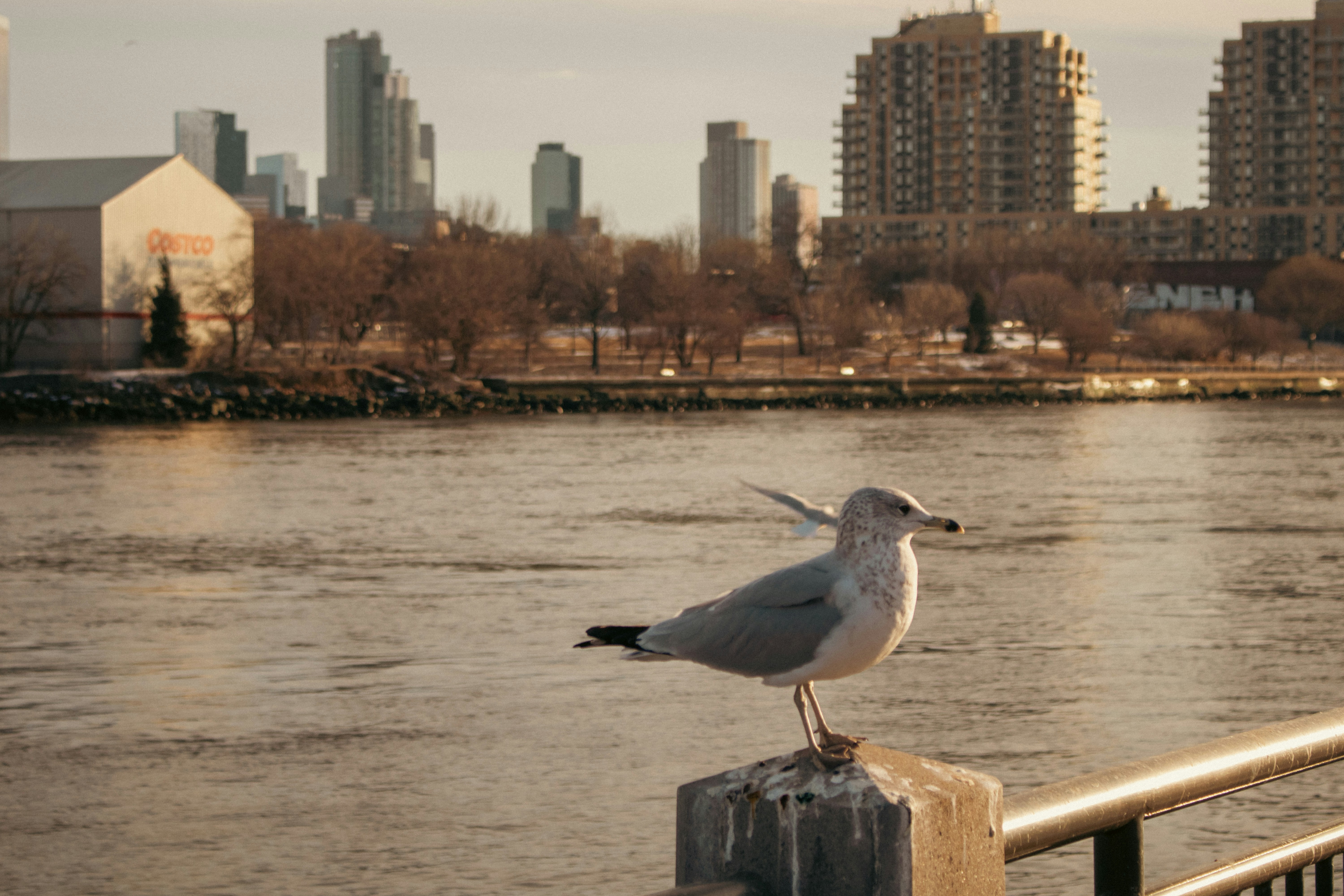 Seagull Sentinel by the Waterfront Overlook