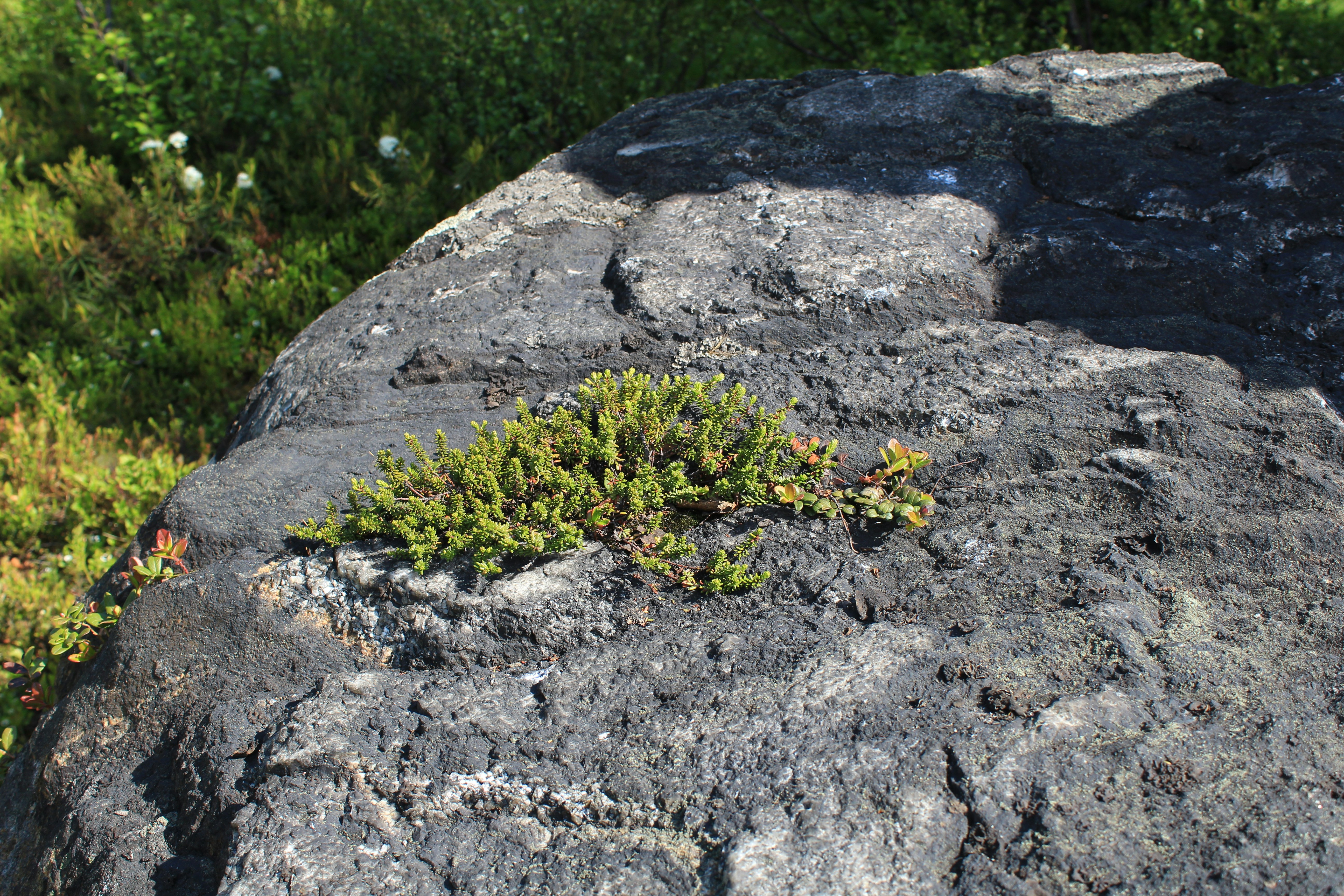 A plant growing on a rock - something you can often see in Murmansk region, because the soil here is basically non-existent; everything grows on the ancient rock of the Baltic Shield. | Green plant growing on a large, gray rock.