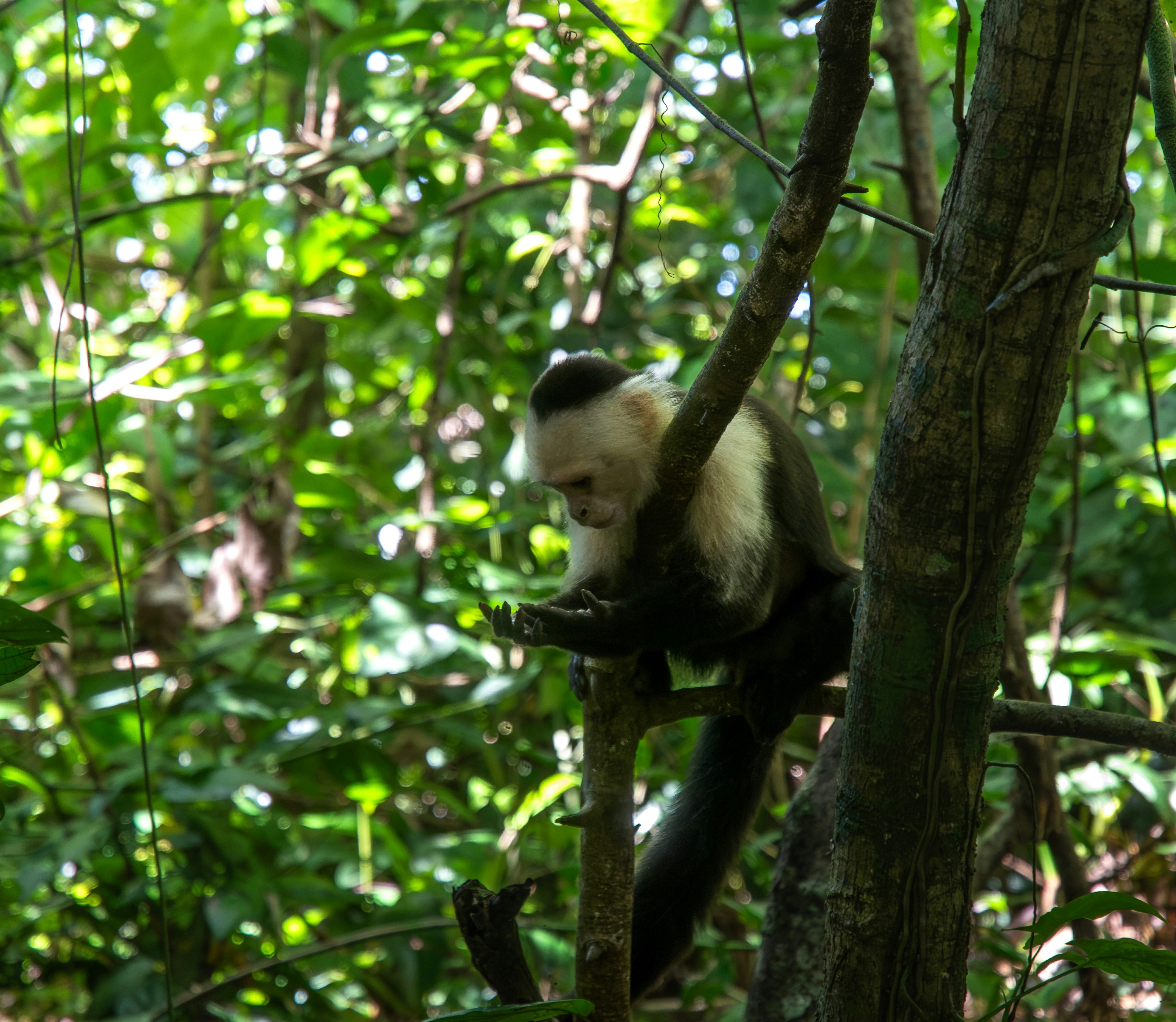 Capuchin monkey perched on a tree branch, intently examining its surroundings amidst lush green foliage. 