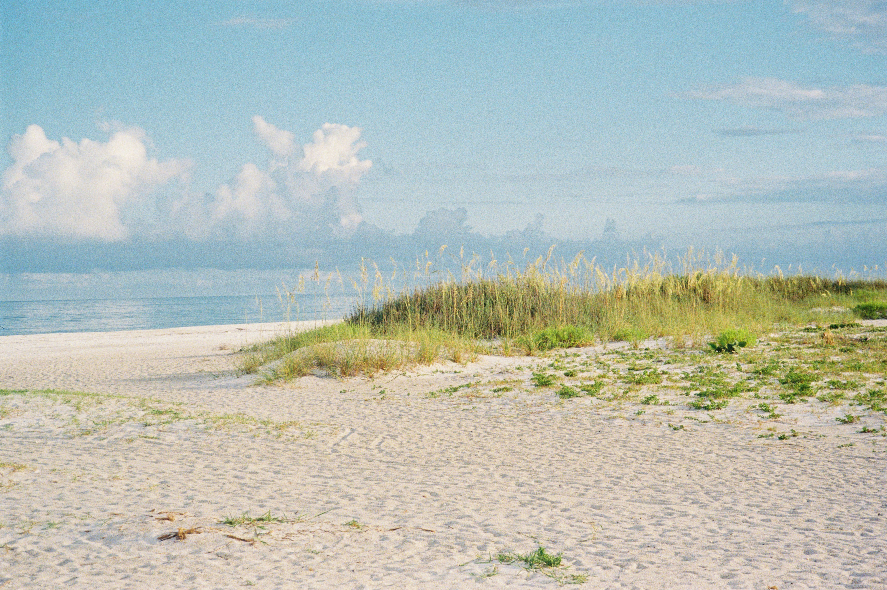 Gentle dunes adorned with tall grasses meet the tranquil sea under a soft sky. A serene beach landscape invites contemplation.