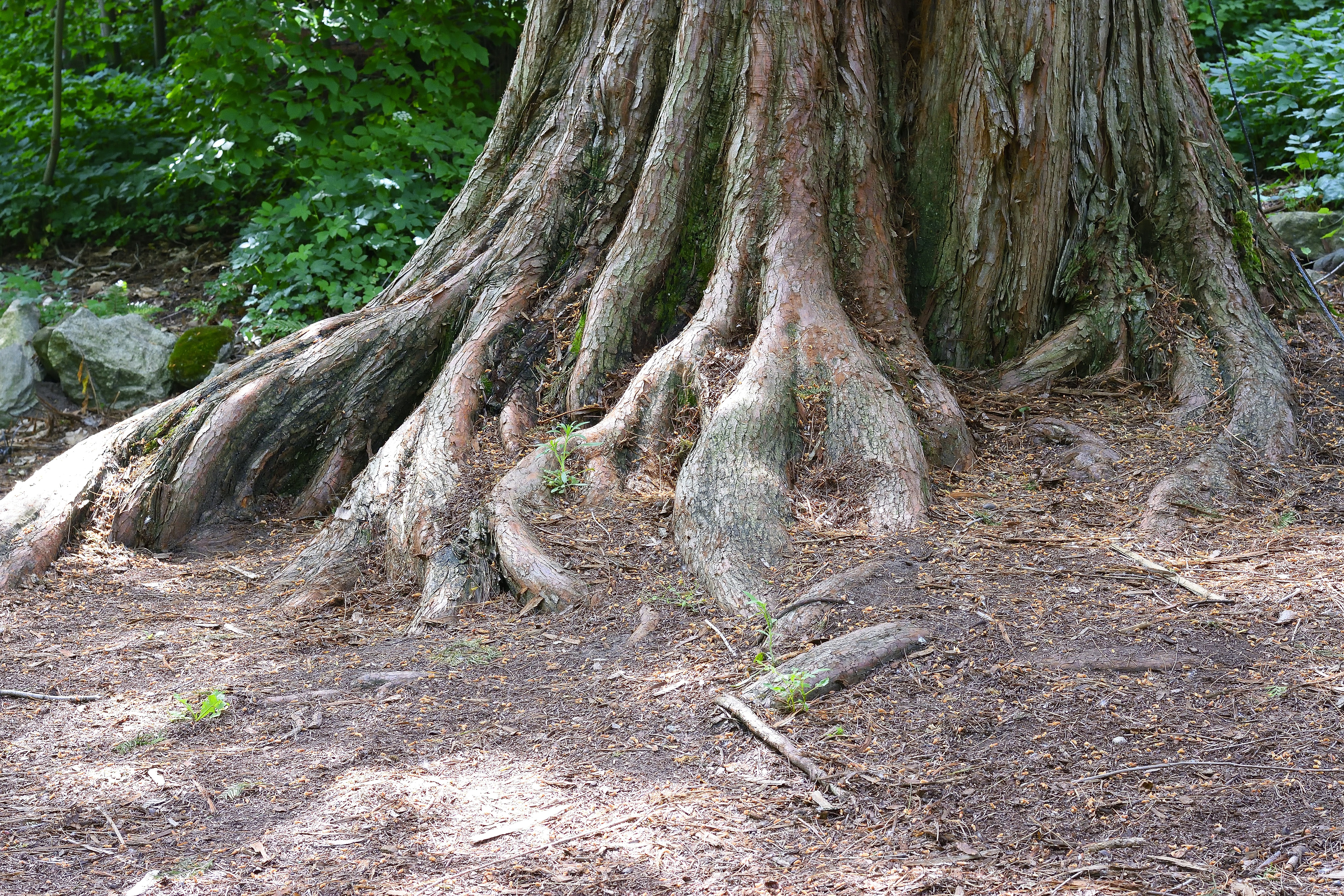 Tree roots spreading out from the thick trunk. photo – Free Trees Image ...