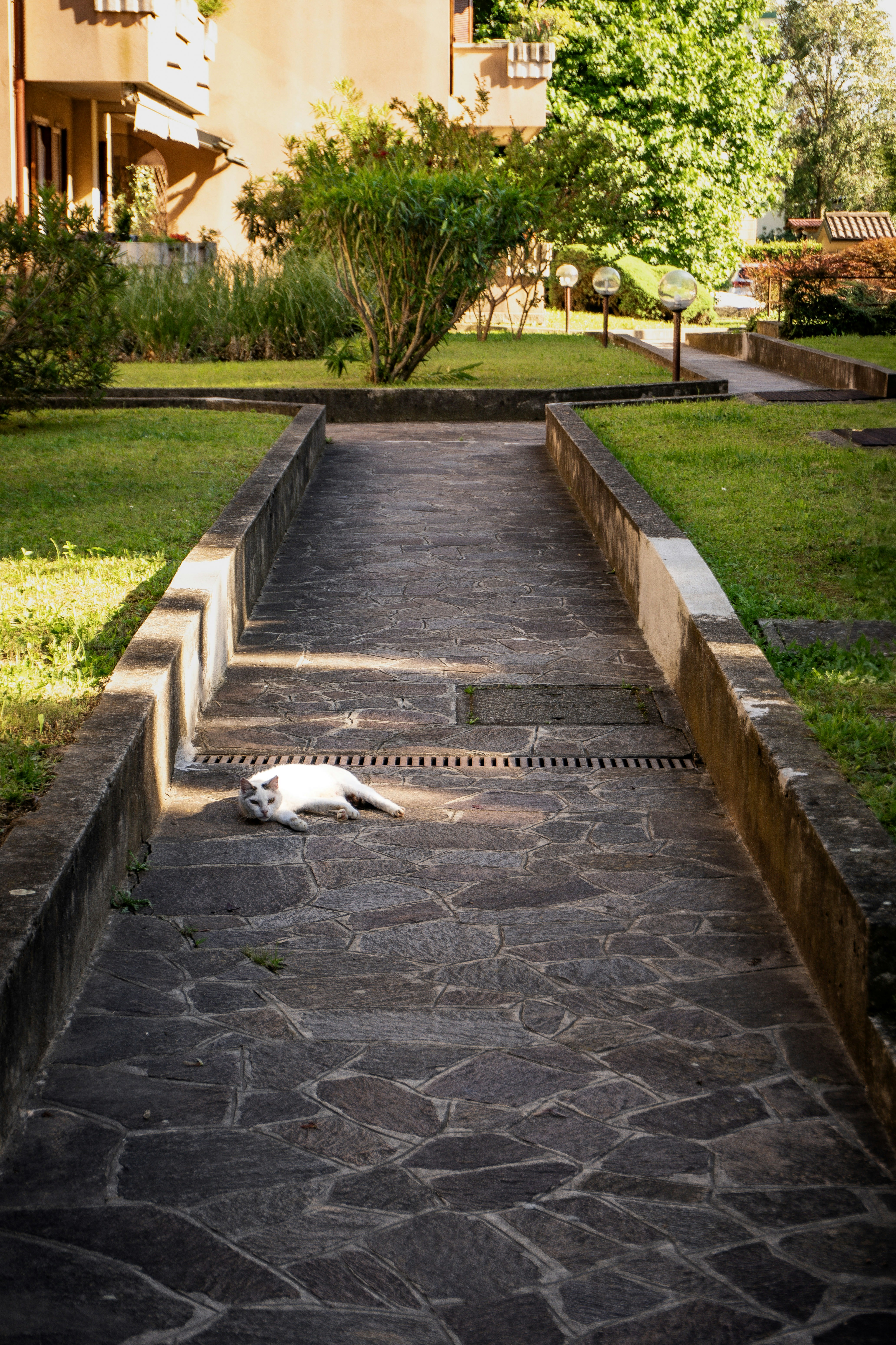 A Serene Moment in a Sunlit Garden