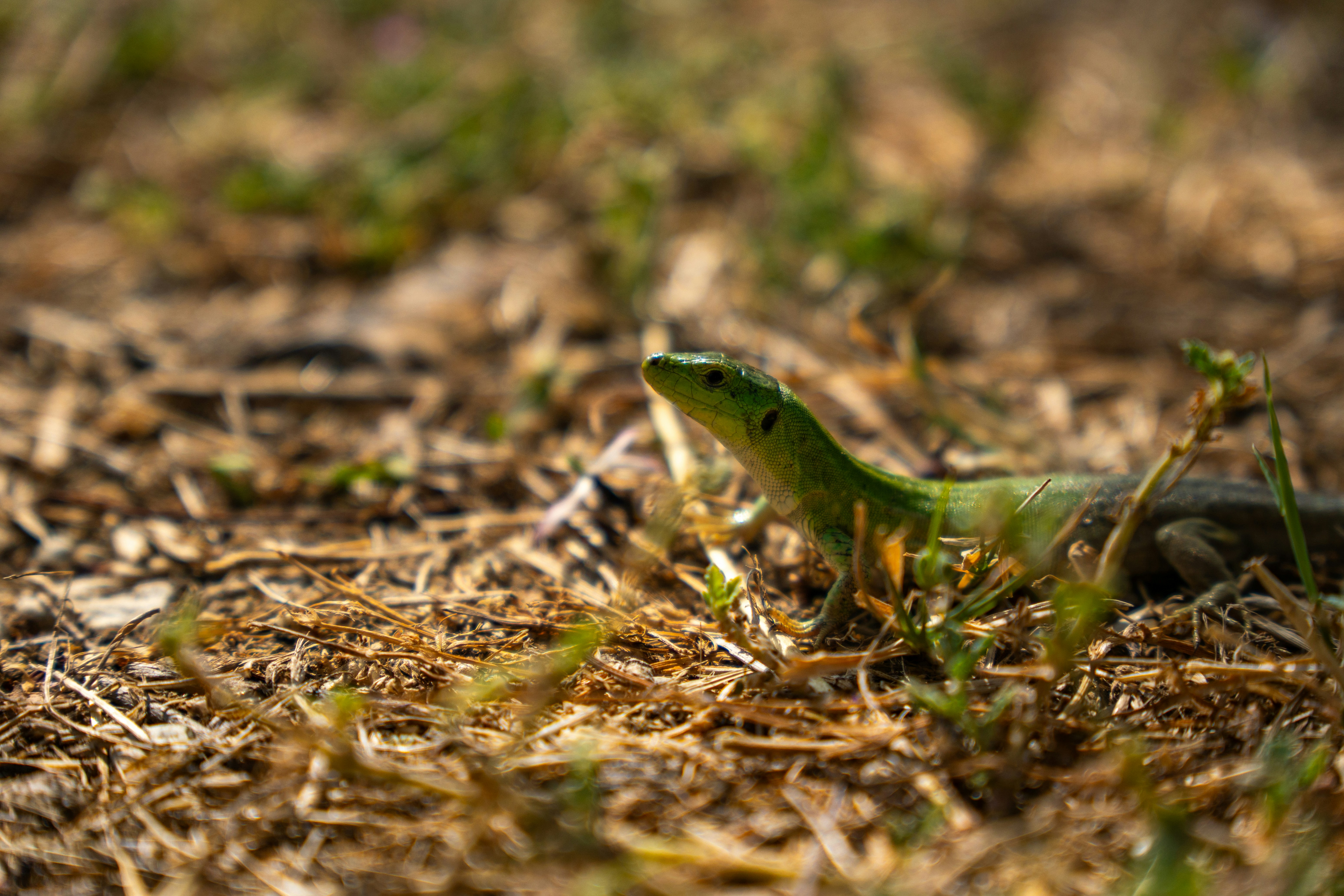 Photo by Andrea Pedruzzi with Sony Alpha 6700