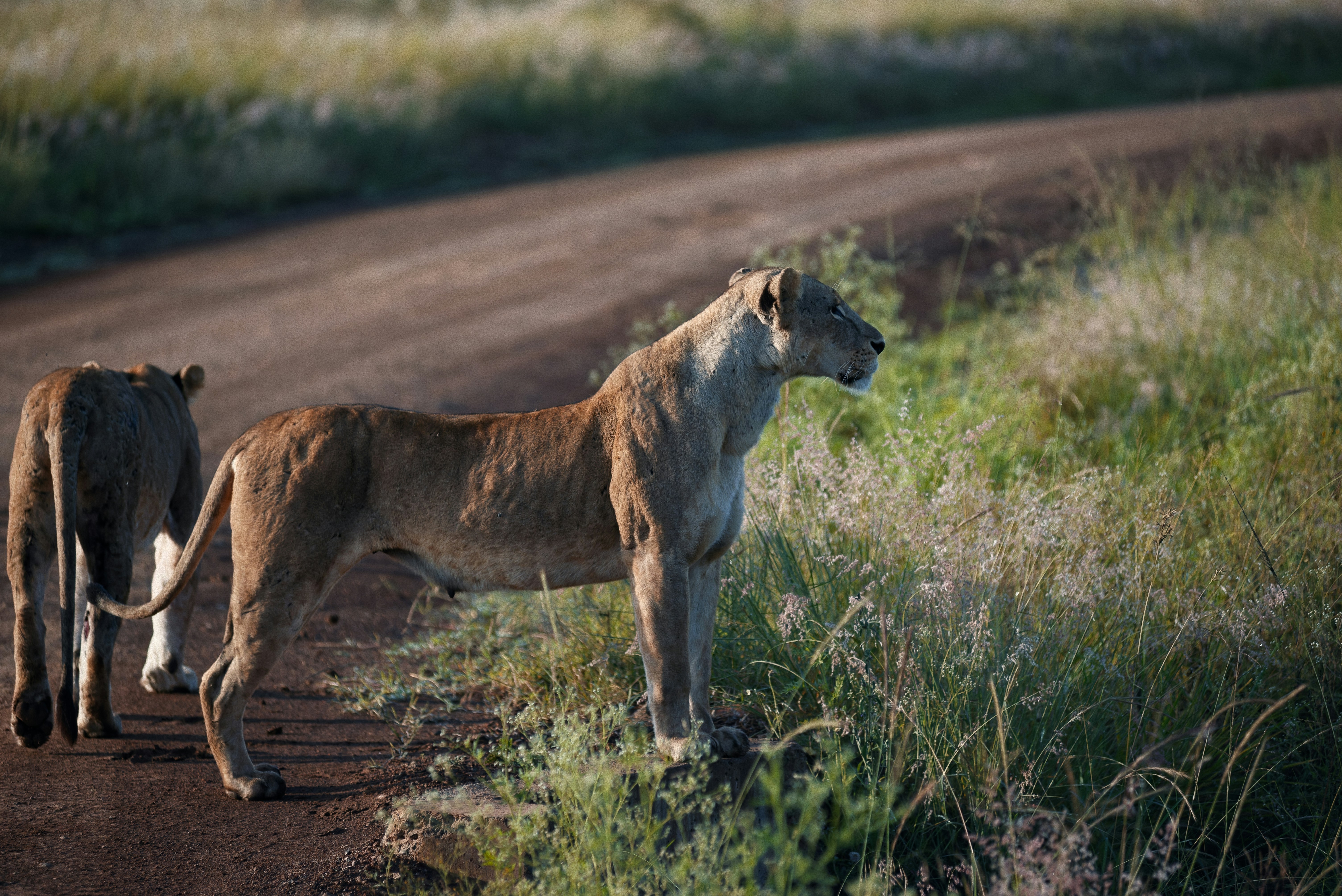 Two lions on a dirt path amidst tall grass, one poised and alert while the other walks behind. 
