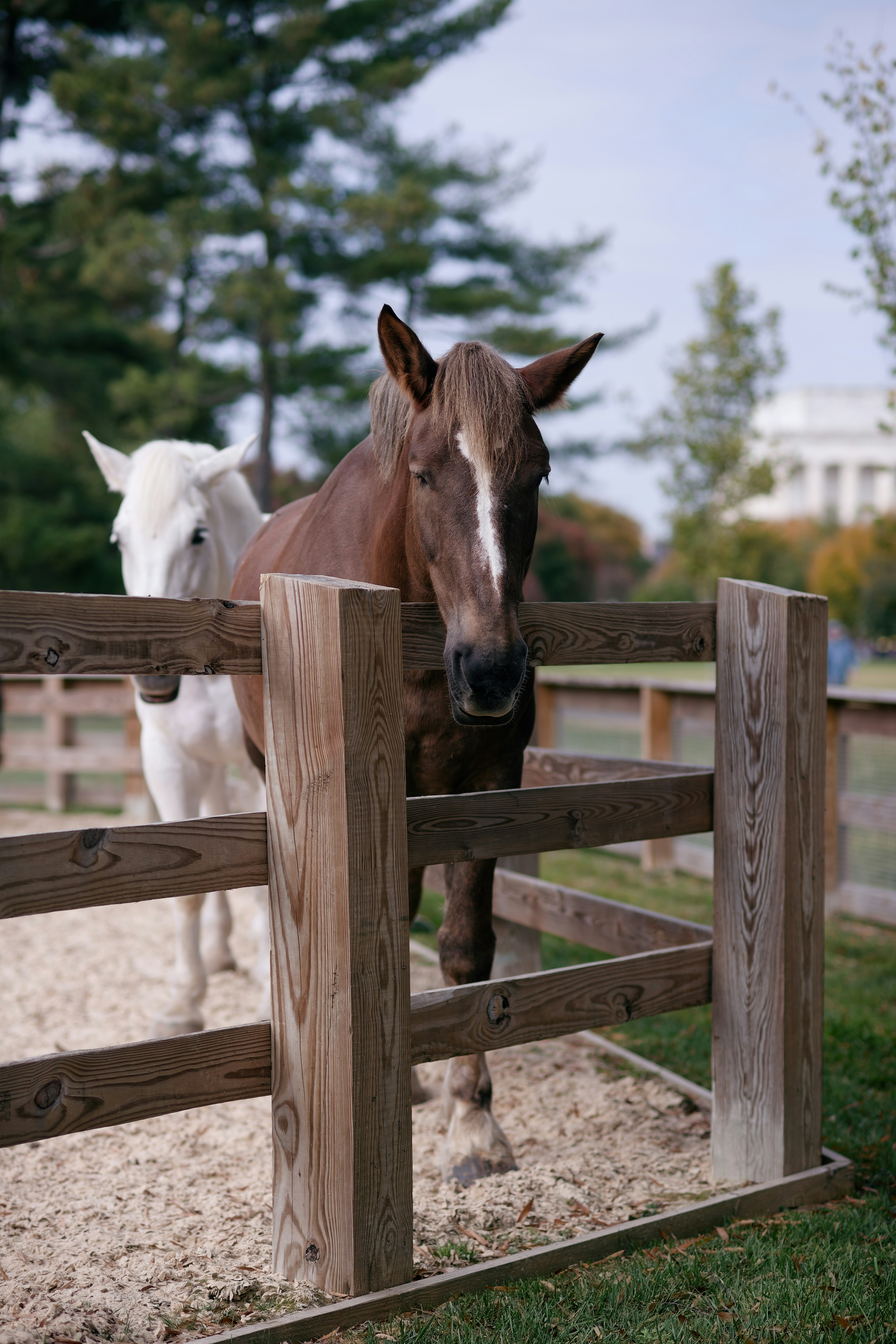 Equine Curiosity Amidst Nature's Embrace