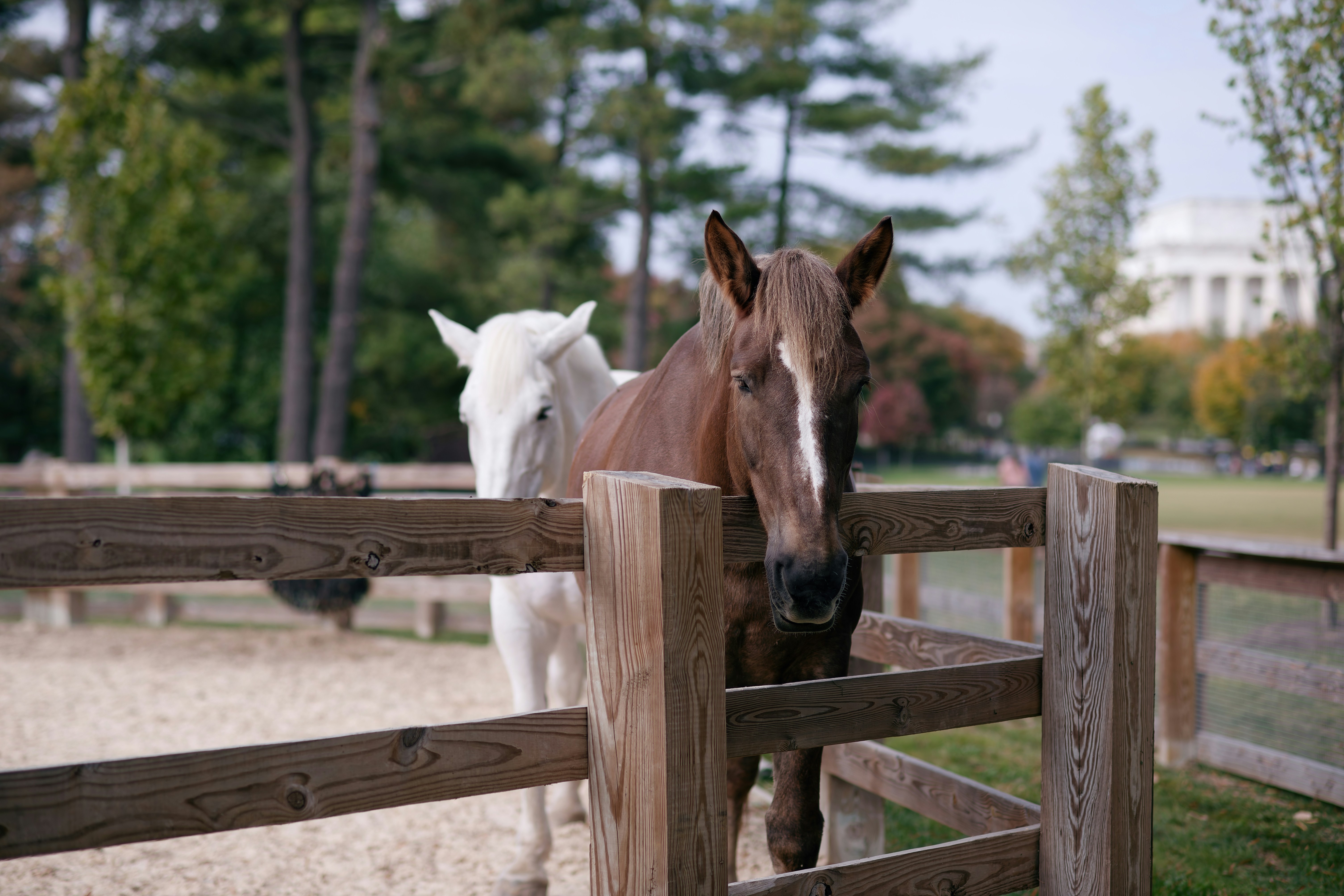 Equine Companionship in a Serene Pasture