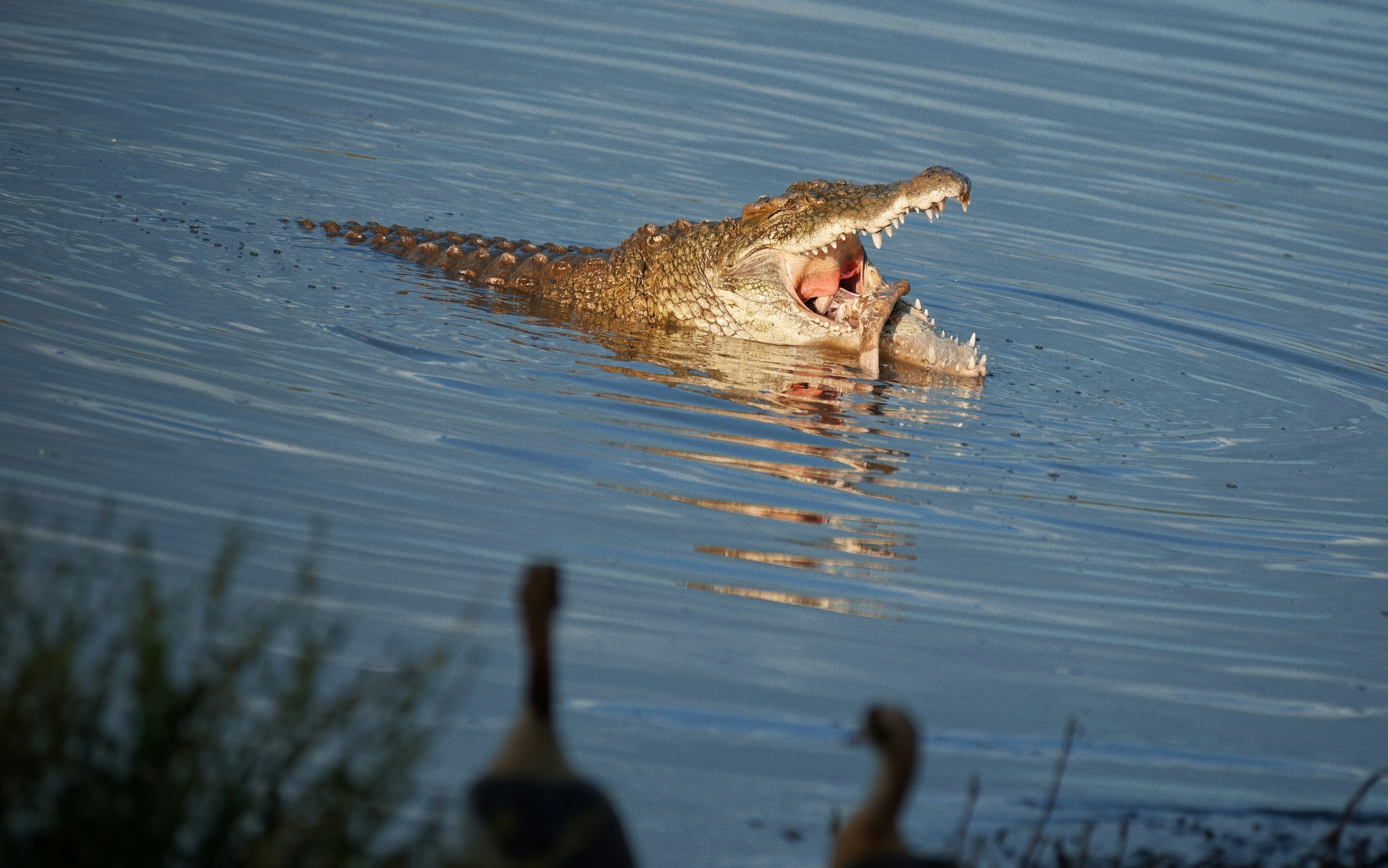 Open-Jawed River Predator Emerges in Calm Blue Waters