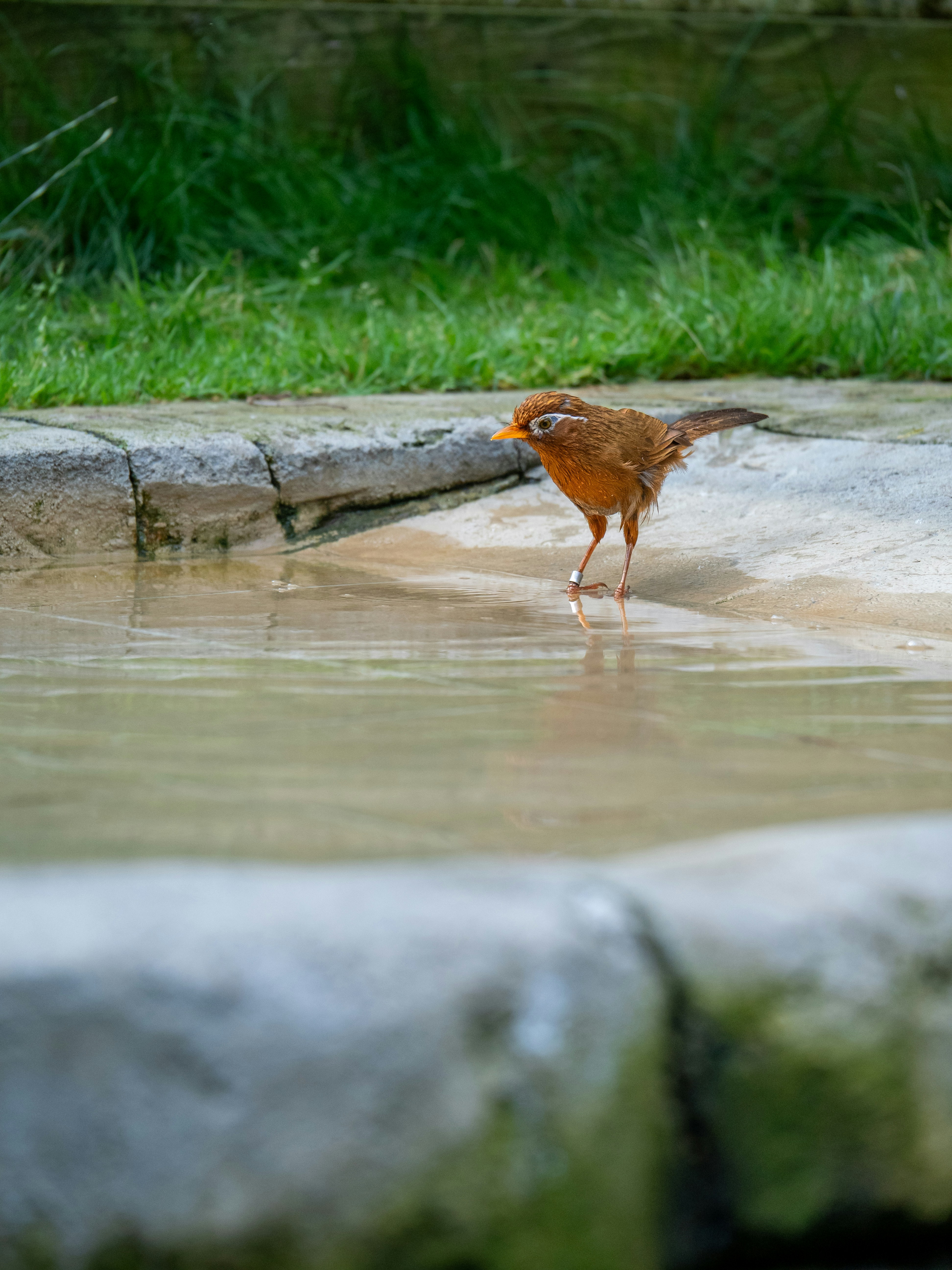 Wren at the Water's Edge: A Tiny Bird on Wet Stone