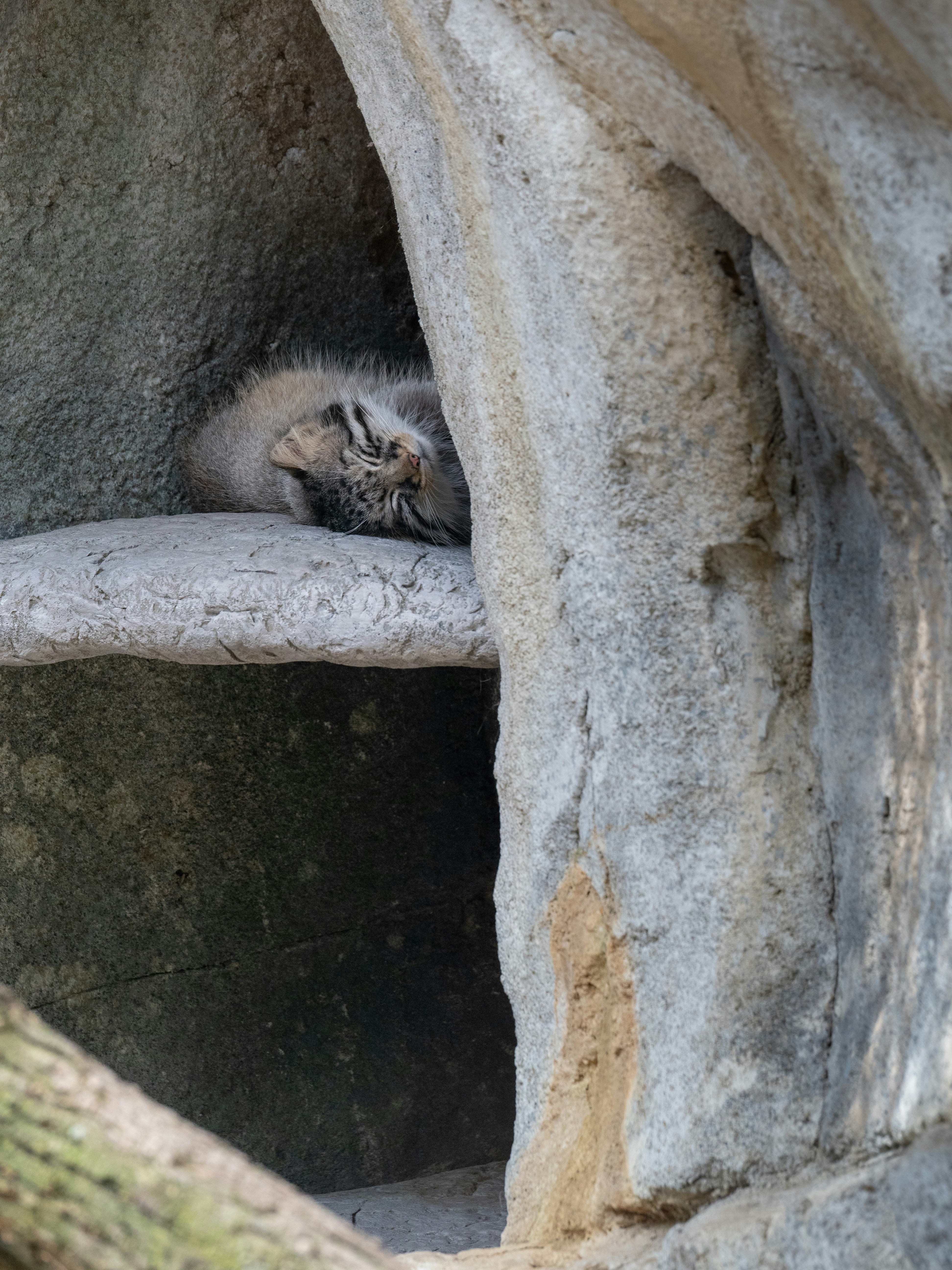 Whiskered Dreams: A Feline Retreat