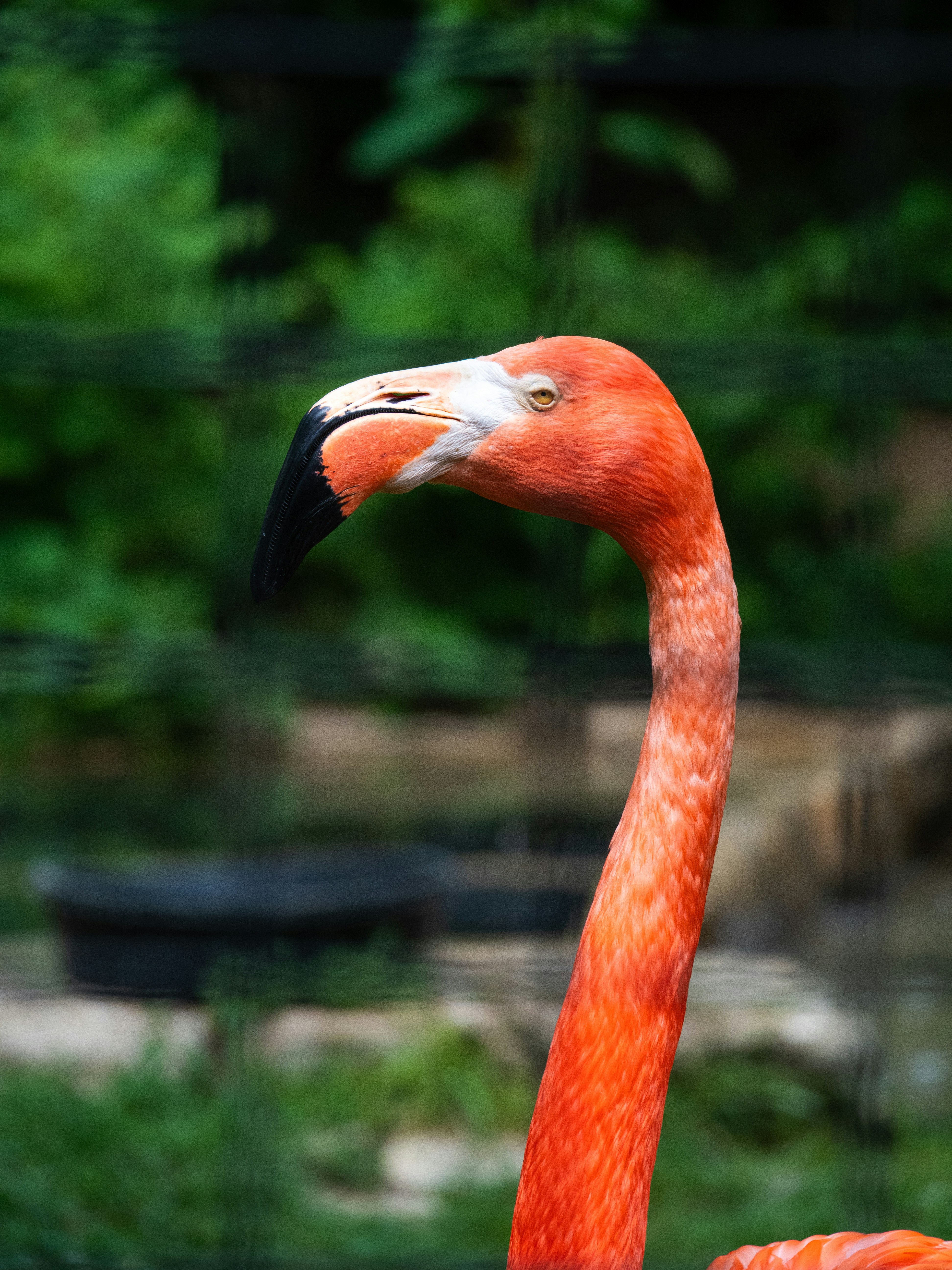 A flamingo poses with its beautiful curved neck.