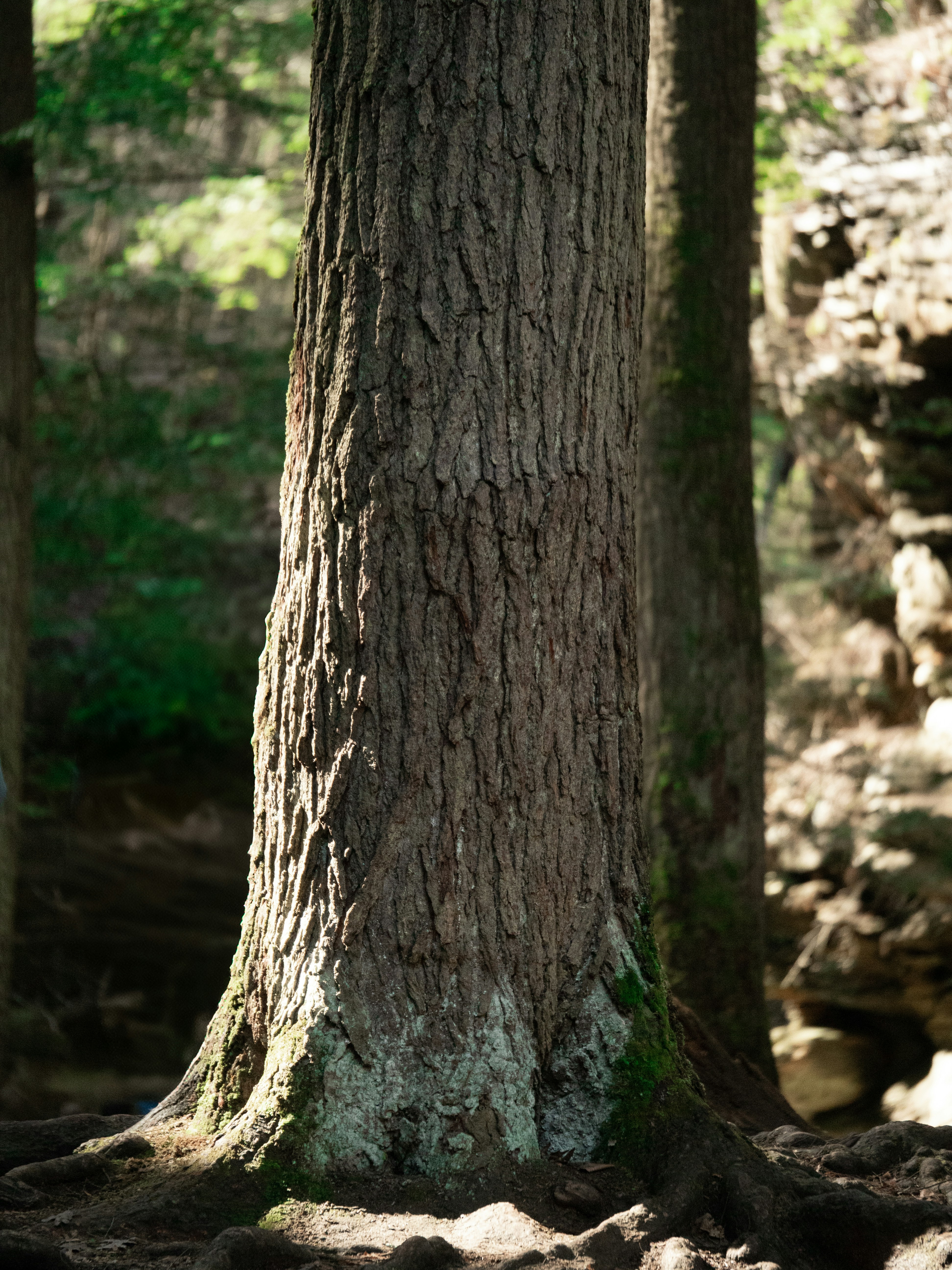 A tree trunk stands tall in a sunlit forest.