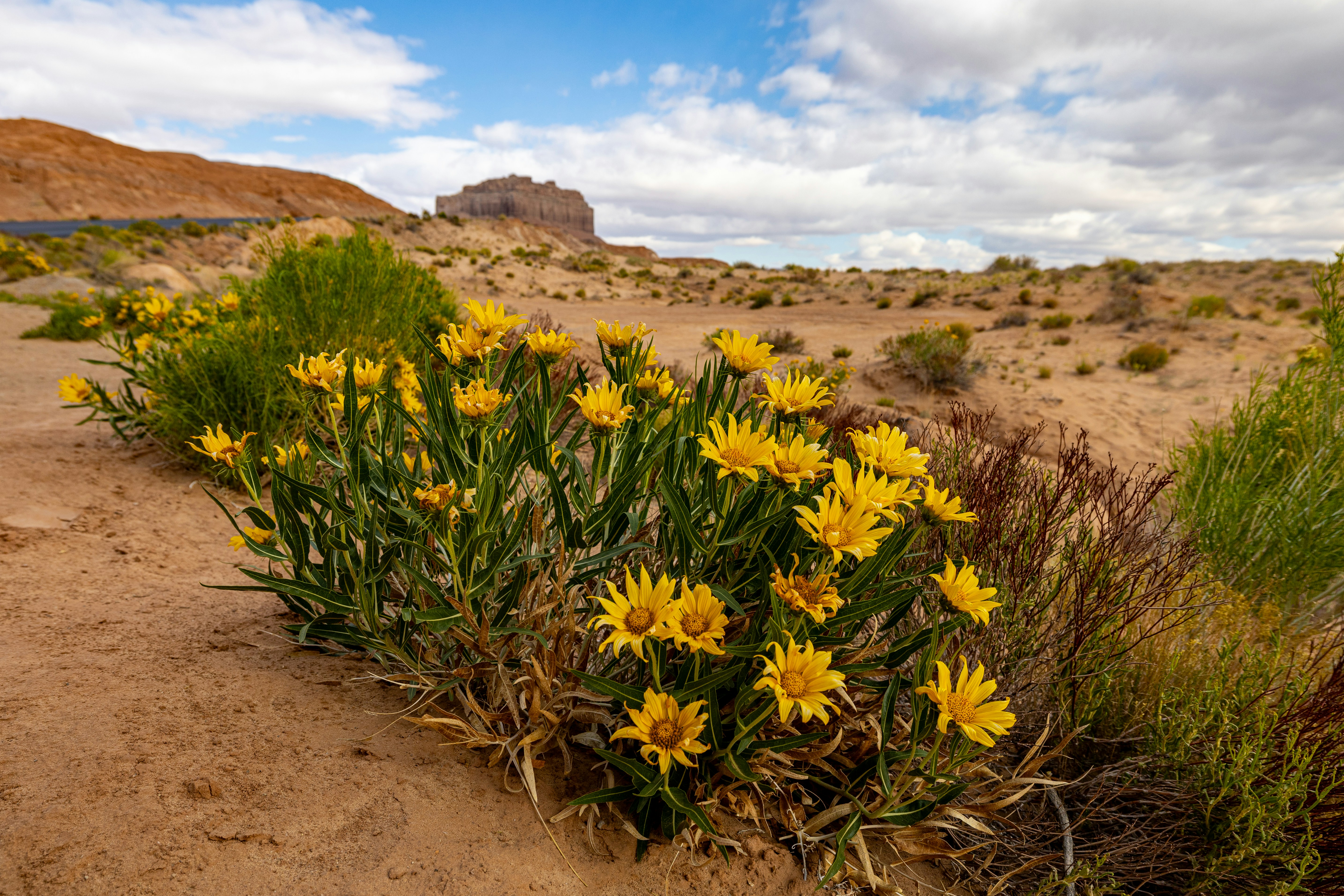 Desert Crown: Bright Yellow Blooms at the Edge of the Mesa