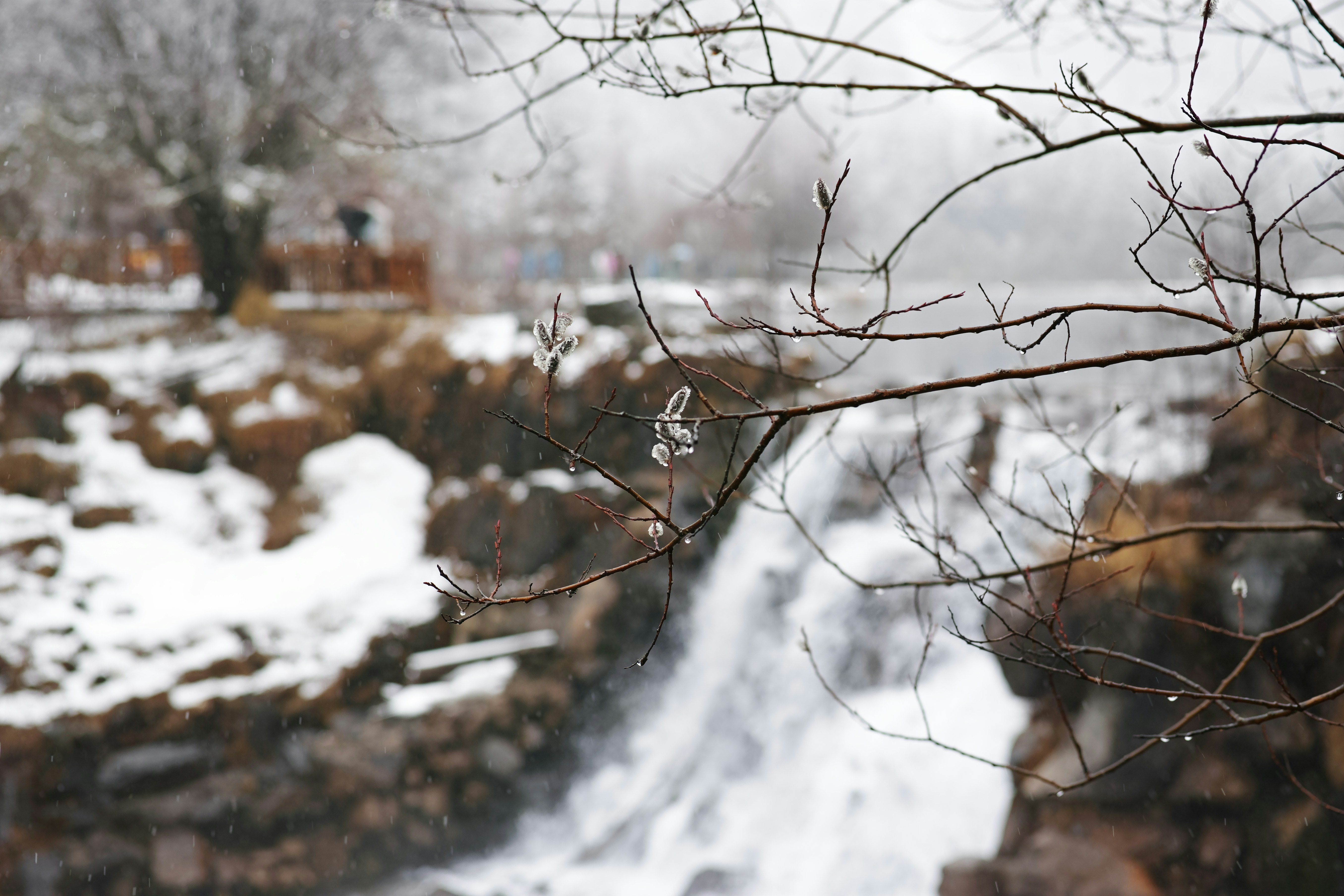 Crystal Branches Framing a Winter Cascade