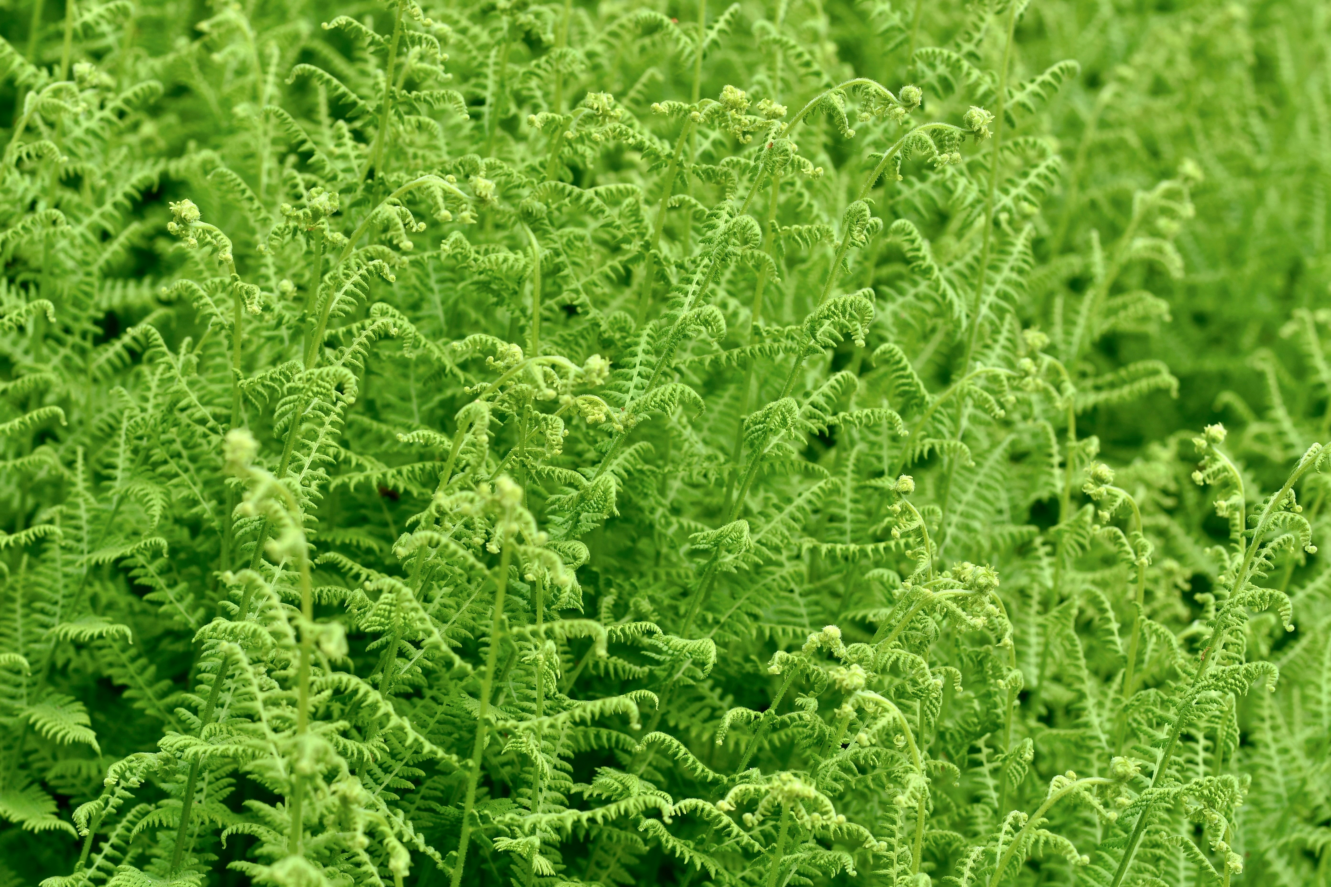 Verdant Spiral: Close-Up of Fern Fronds in Dense Green