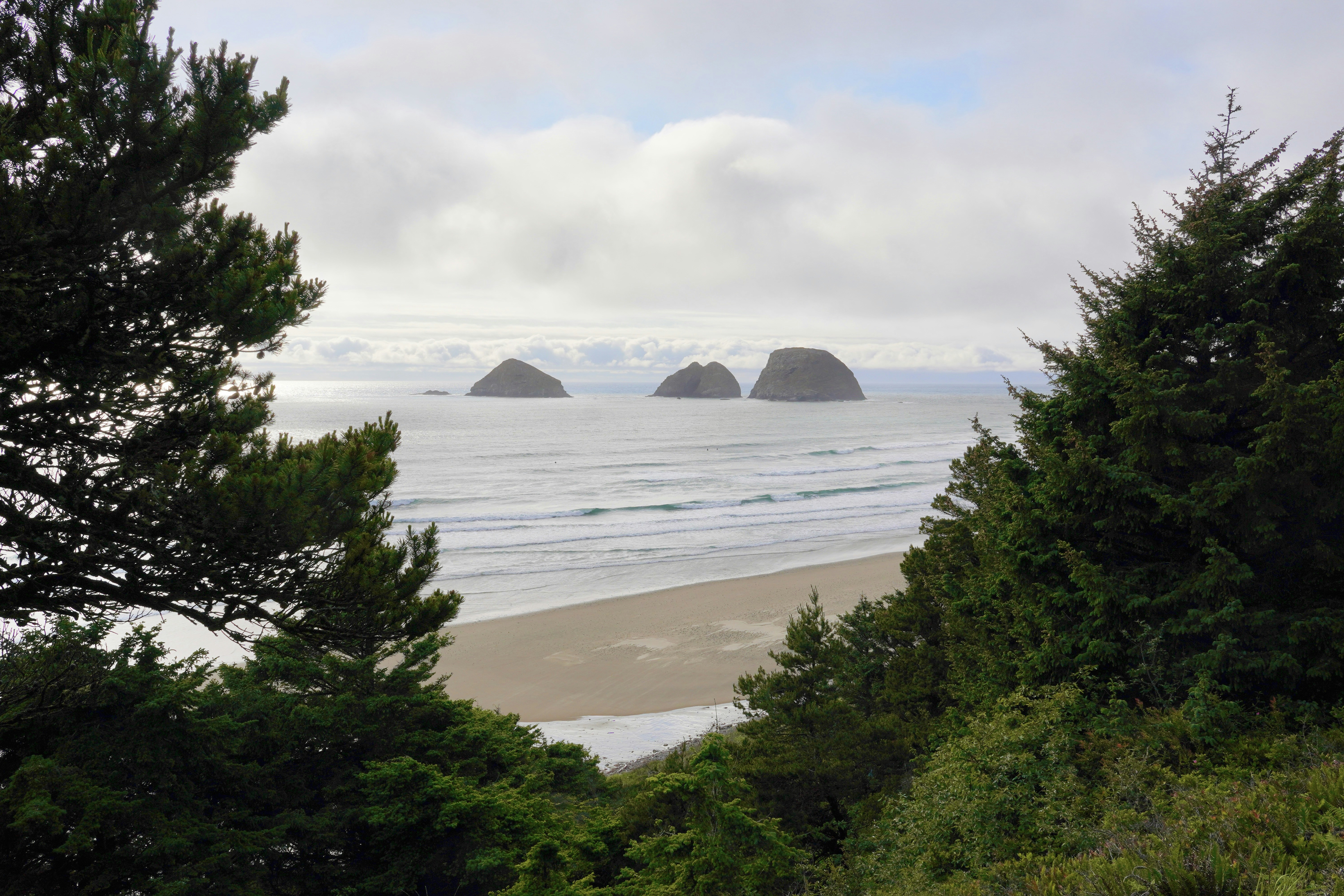 Sea Stacks Framed by Coastal Pines