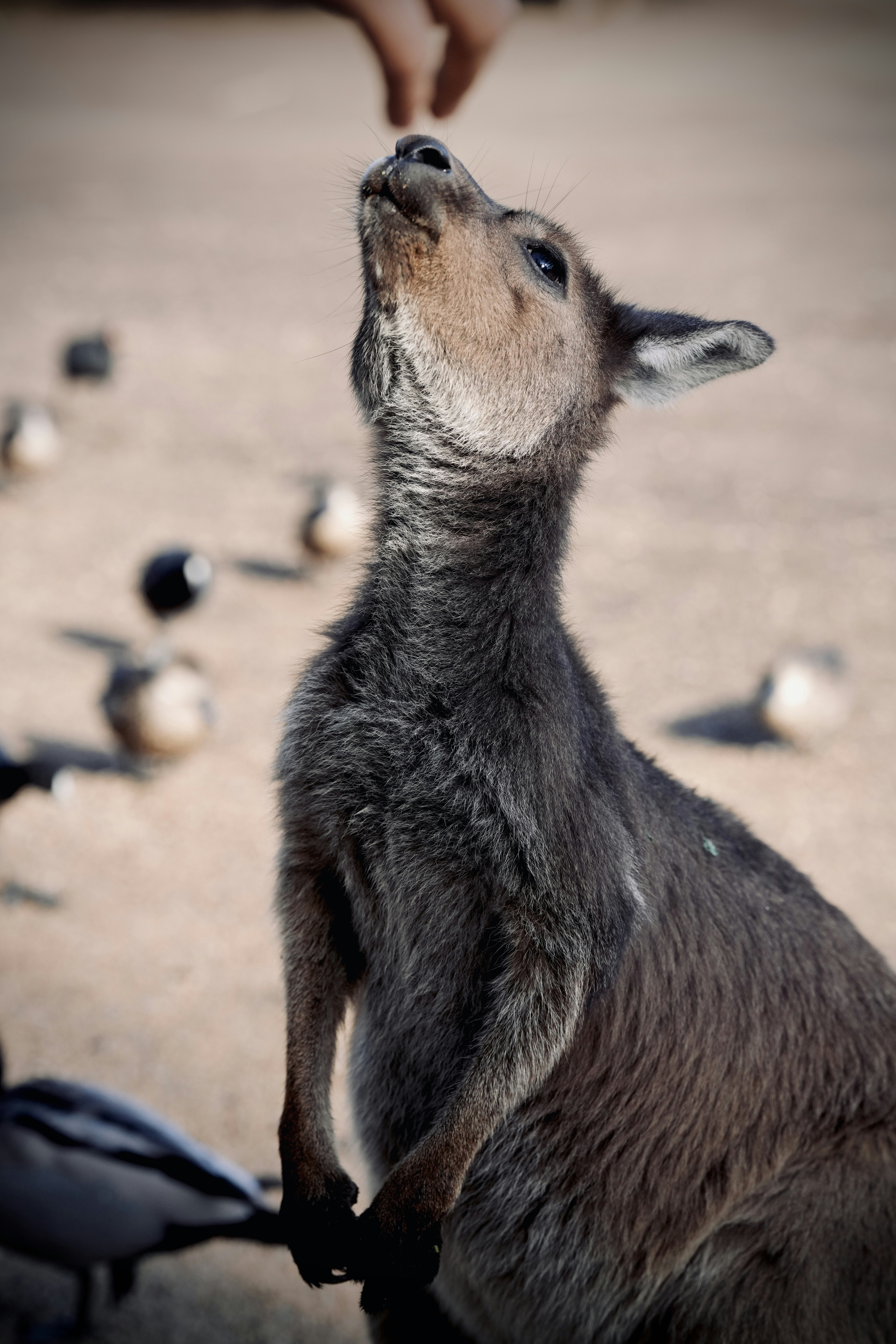 Curious Encounter: A Wallaby's Perspective