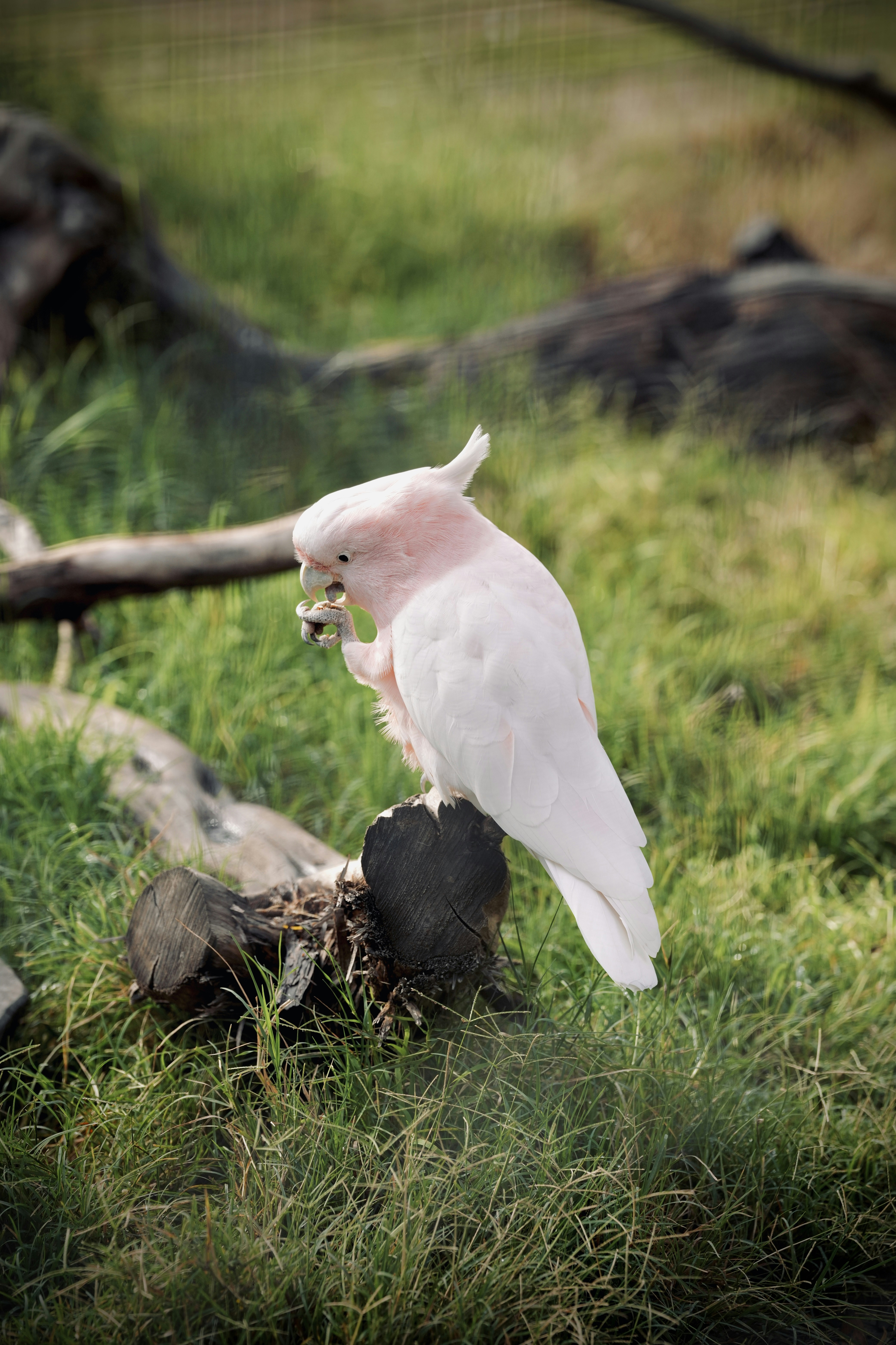 A pink cockatoo perches on a tree stump.