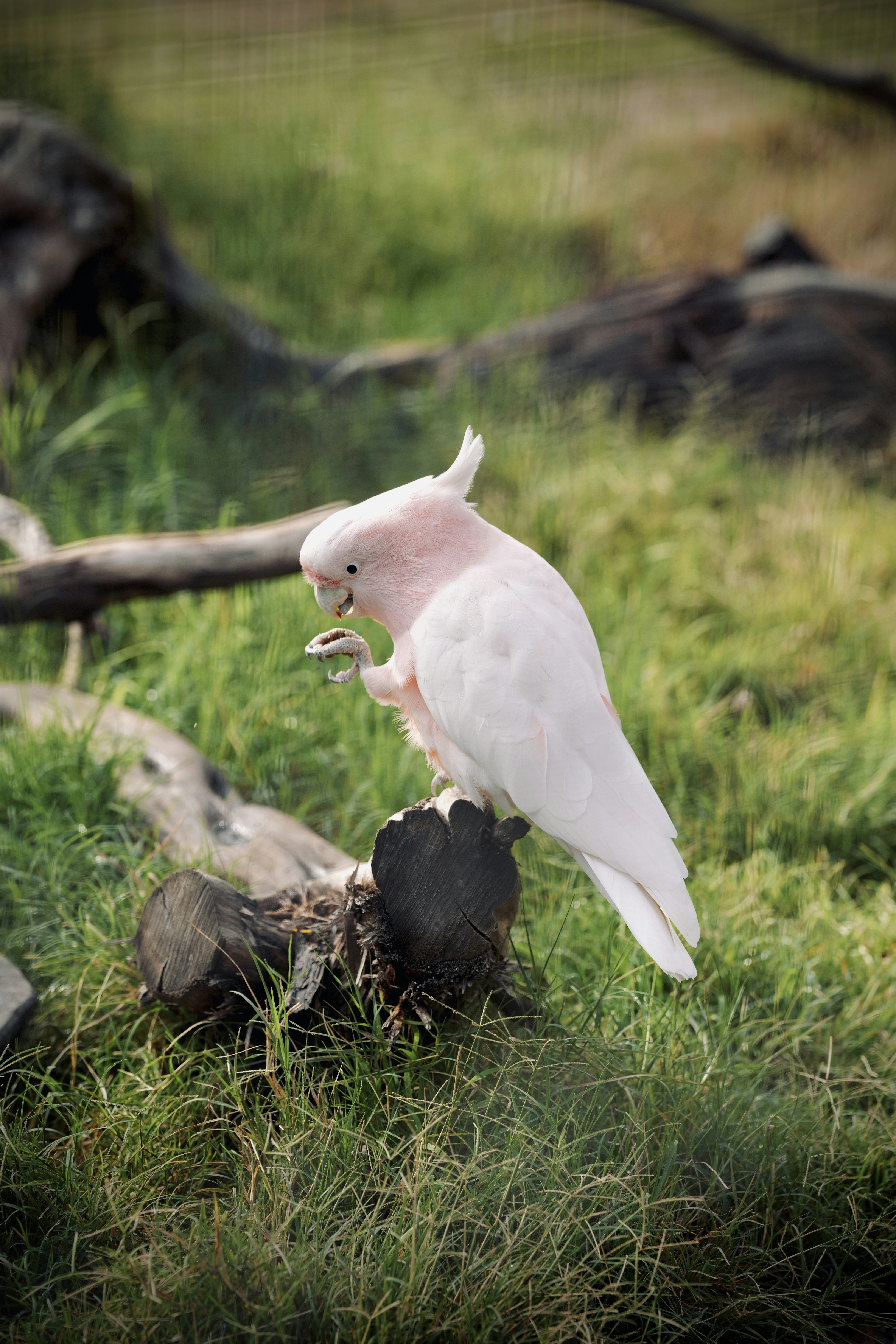 Blush-Crested Cockatoo Perched on Weathered Log in a Sunlit Meadow