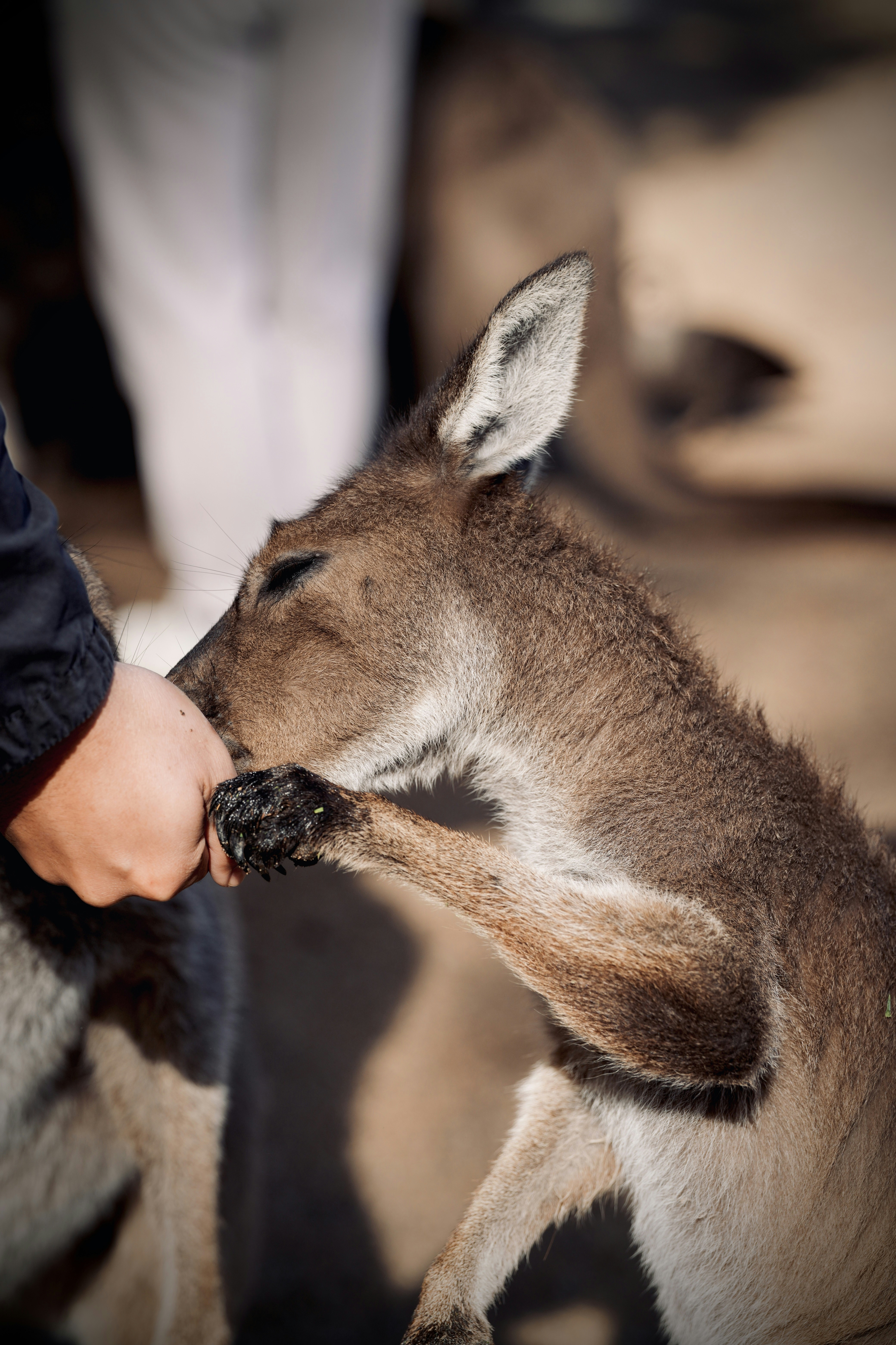 A Tender Encounter: Kangaroo and Caregiver