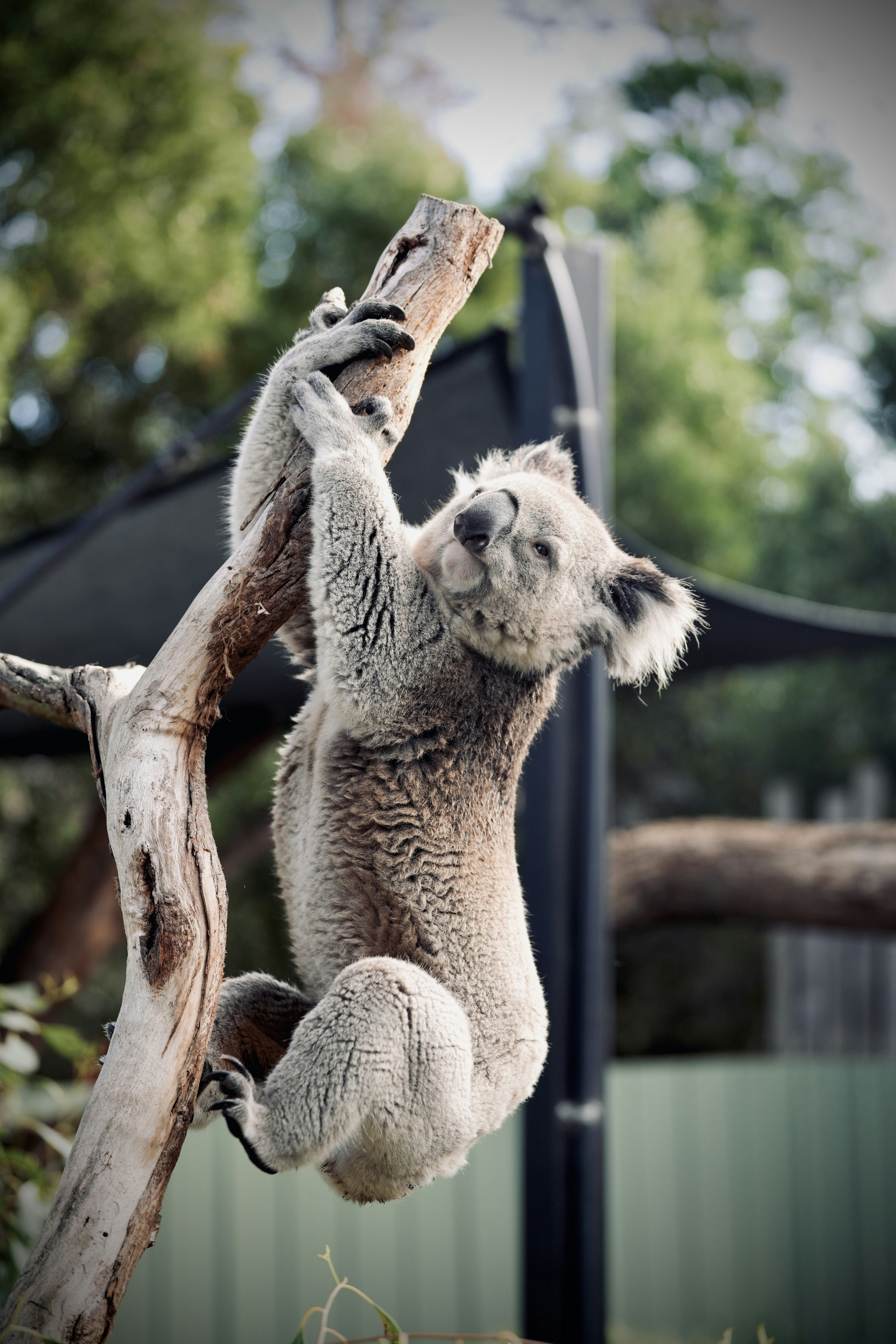 Foto Seekor koala menempel pada cabang pohon. – Gambar Binatang Gratis ...
