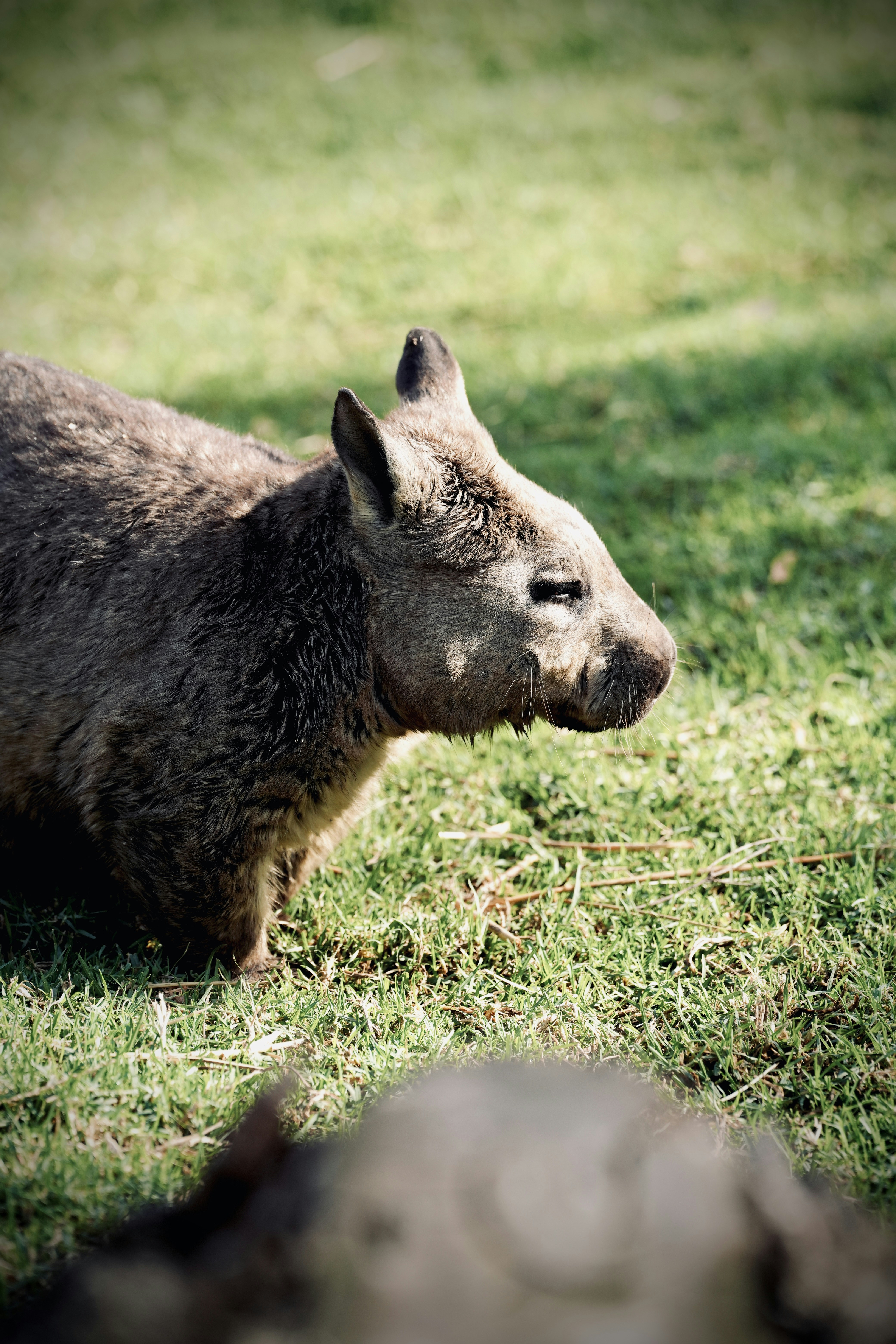 Ground-Level Portrait in Sunlight: A Burly Herbivore in a Quiet Meadow