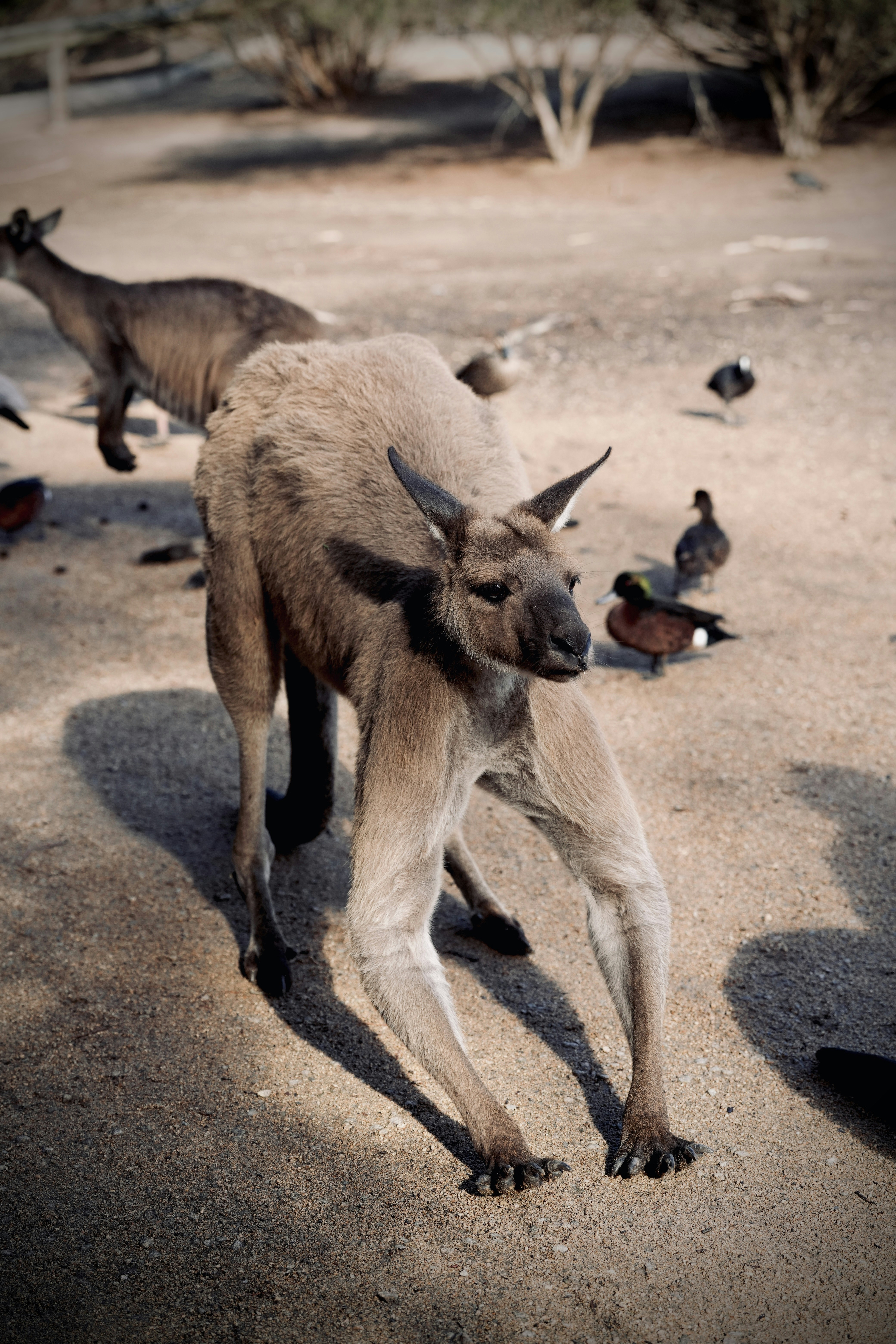 Graceful Encounter with the Wild