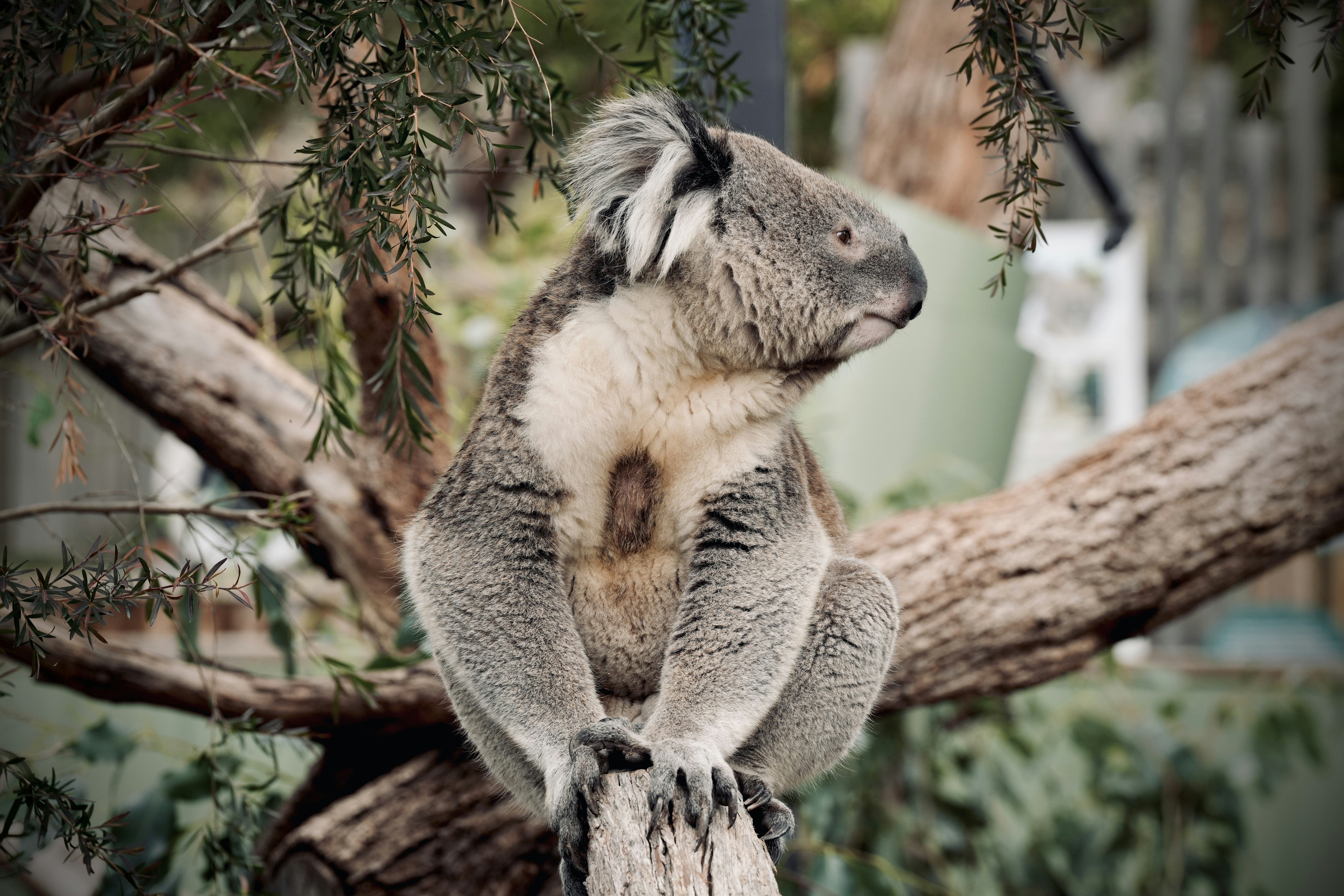 Serenity Amongst the Eucalyptus