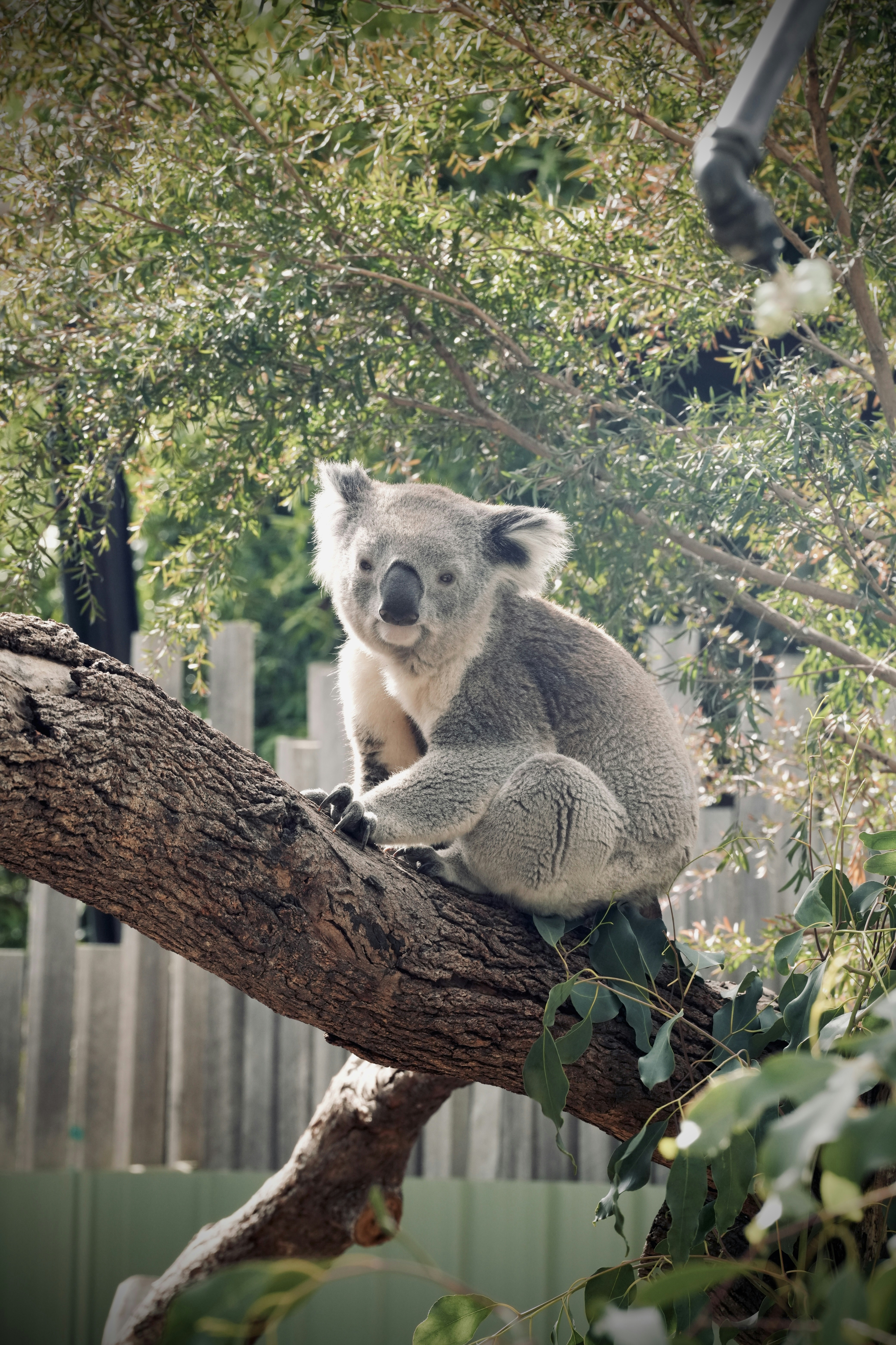Koala's Serene Perch Amongst Nature