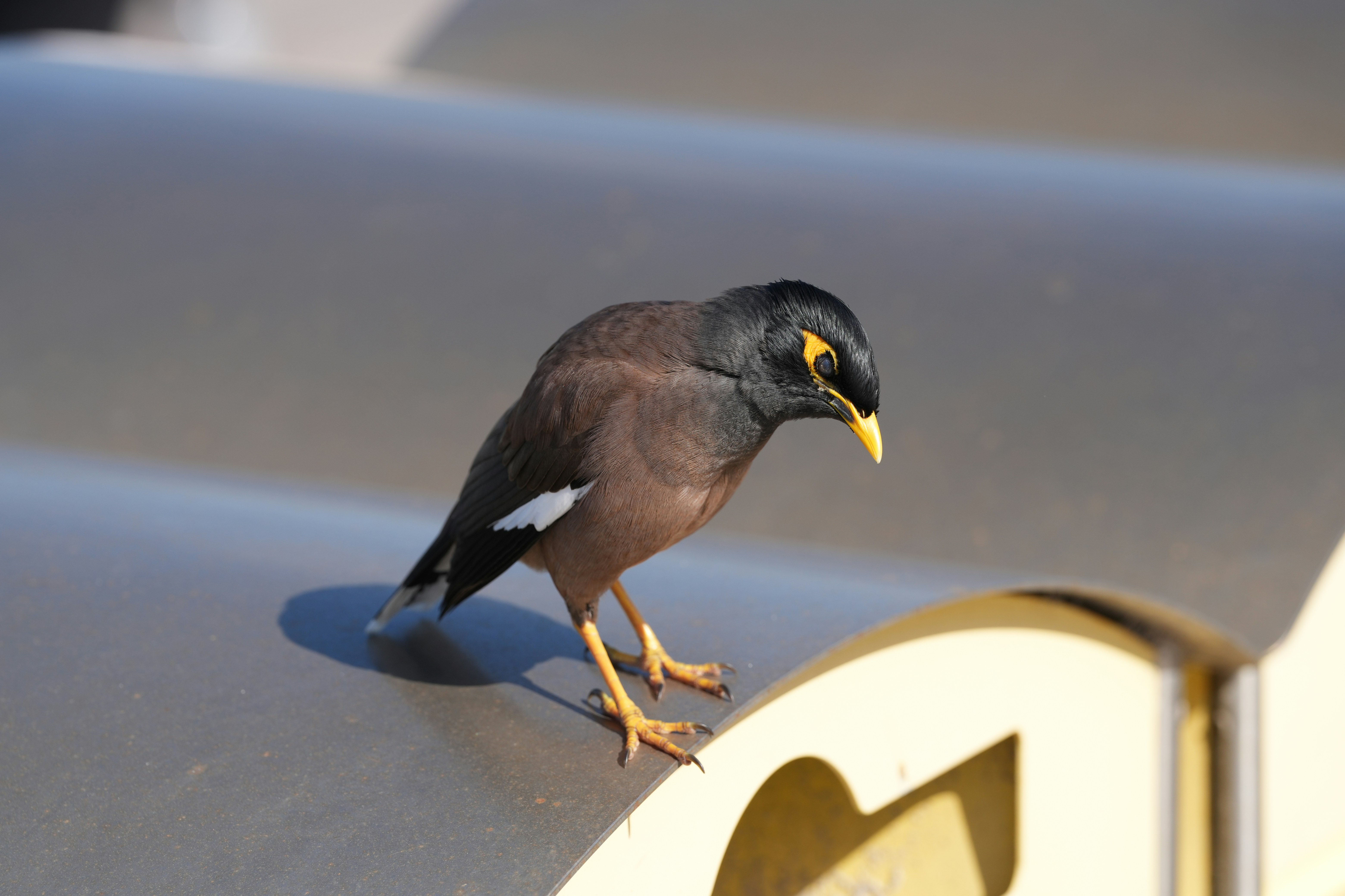 Yellow-Beaked Myna Perched on a Weathered Metal Panel