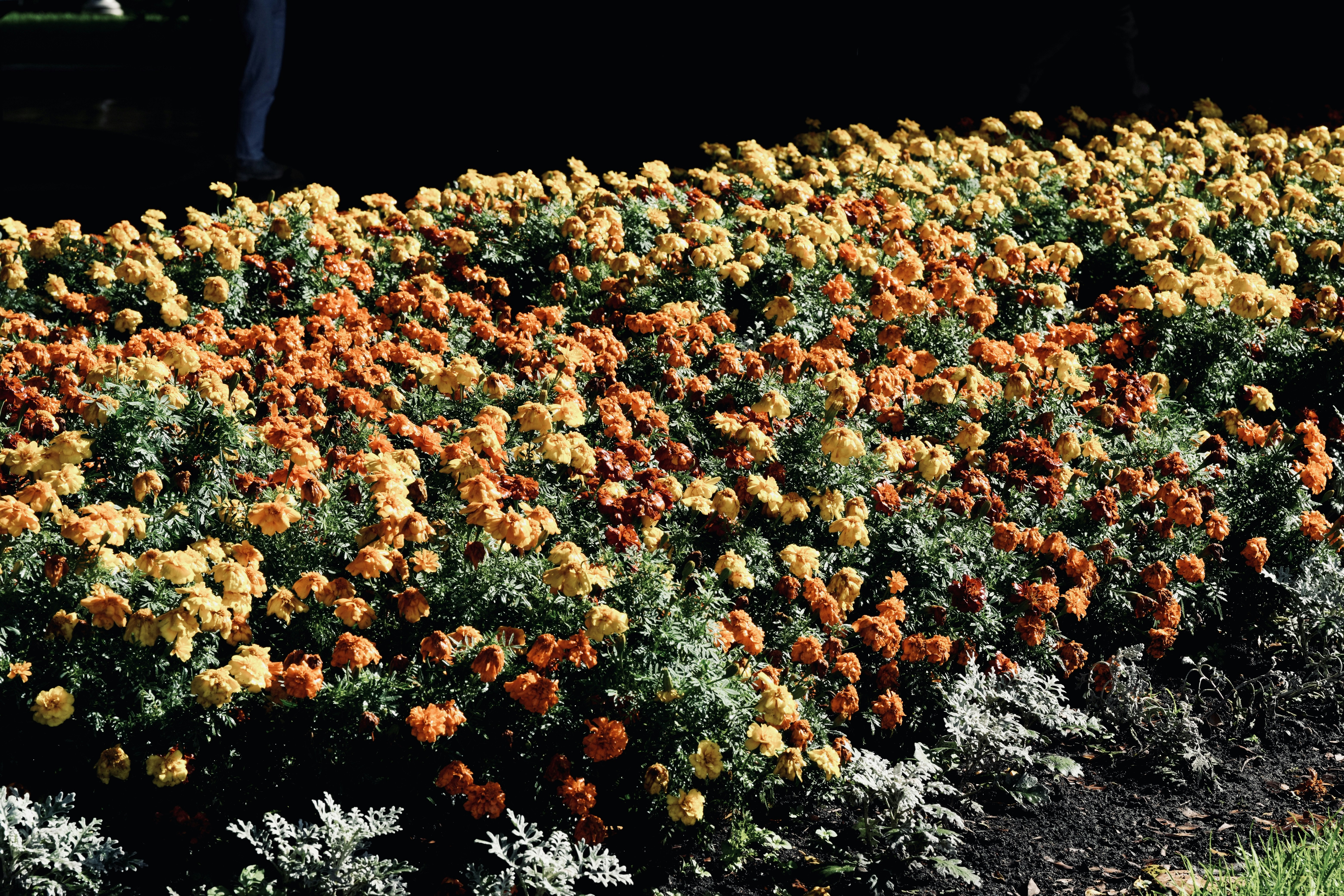 A Tapestry of Marigolds: Nature's Color Symphony