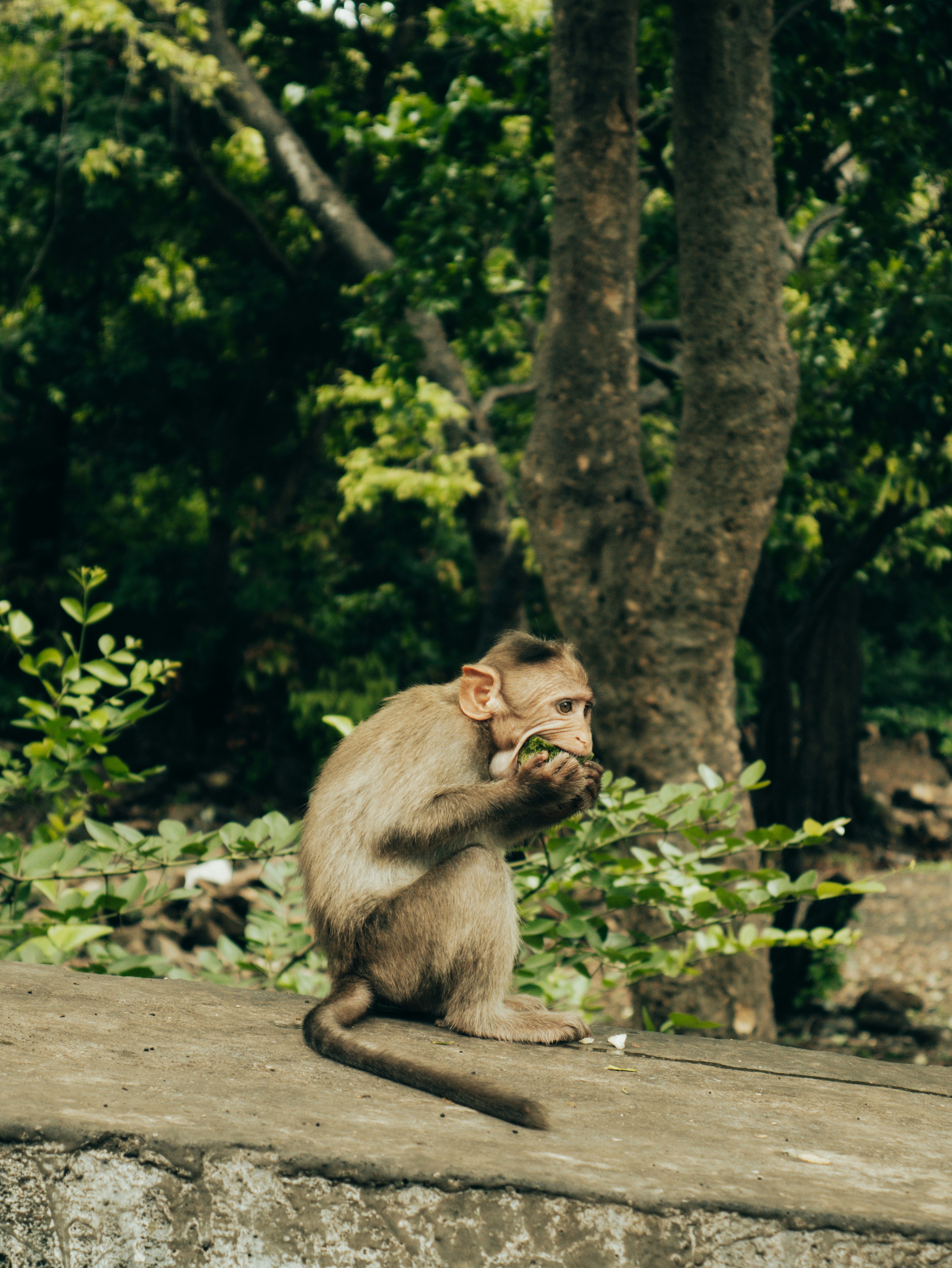 Curious Macaque on a Mossy Ledge, Nibbling Leaves