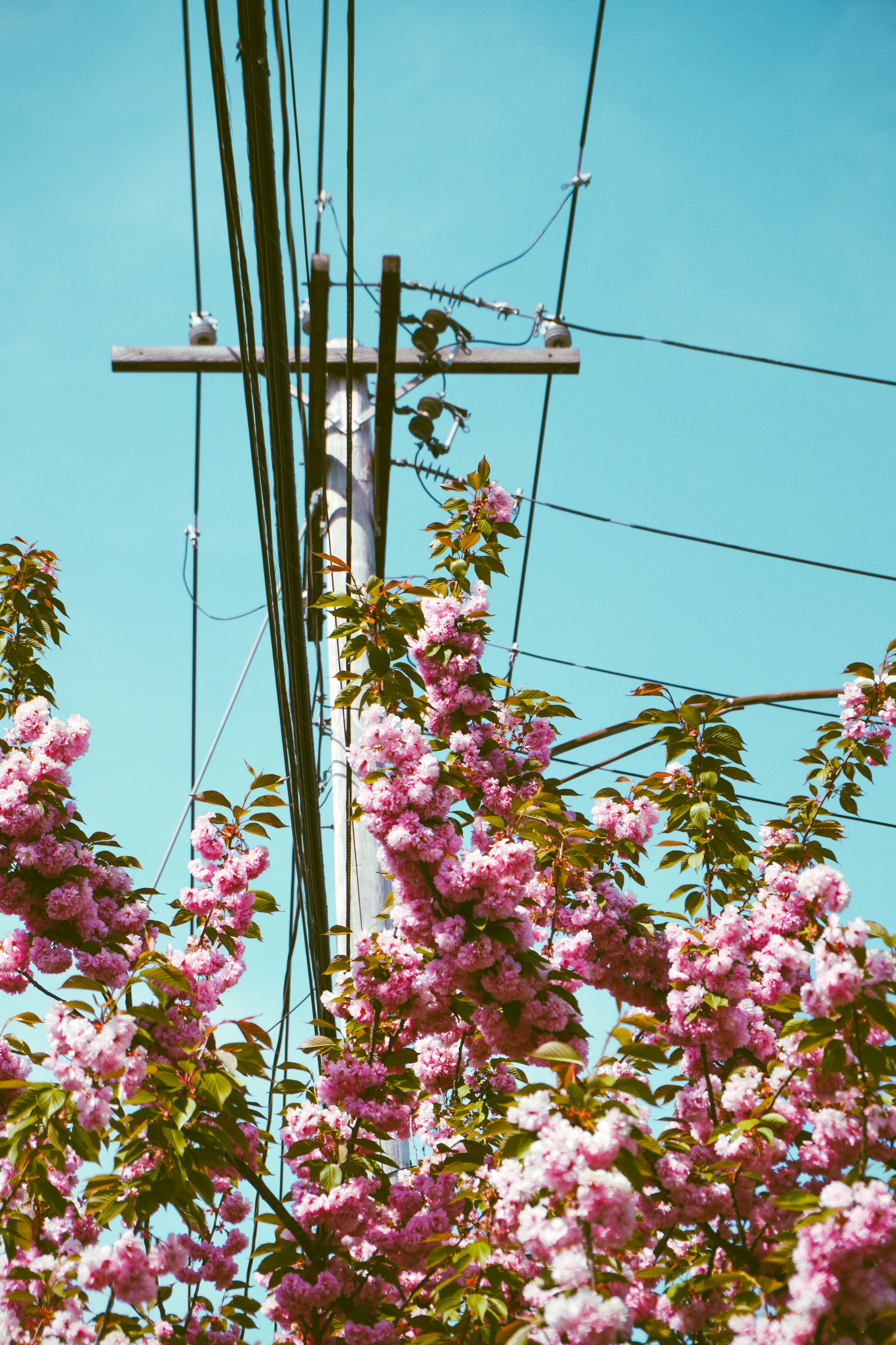 Urban Blossoms: Nature's Contrast Against Power Lines