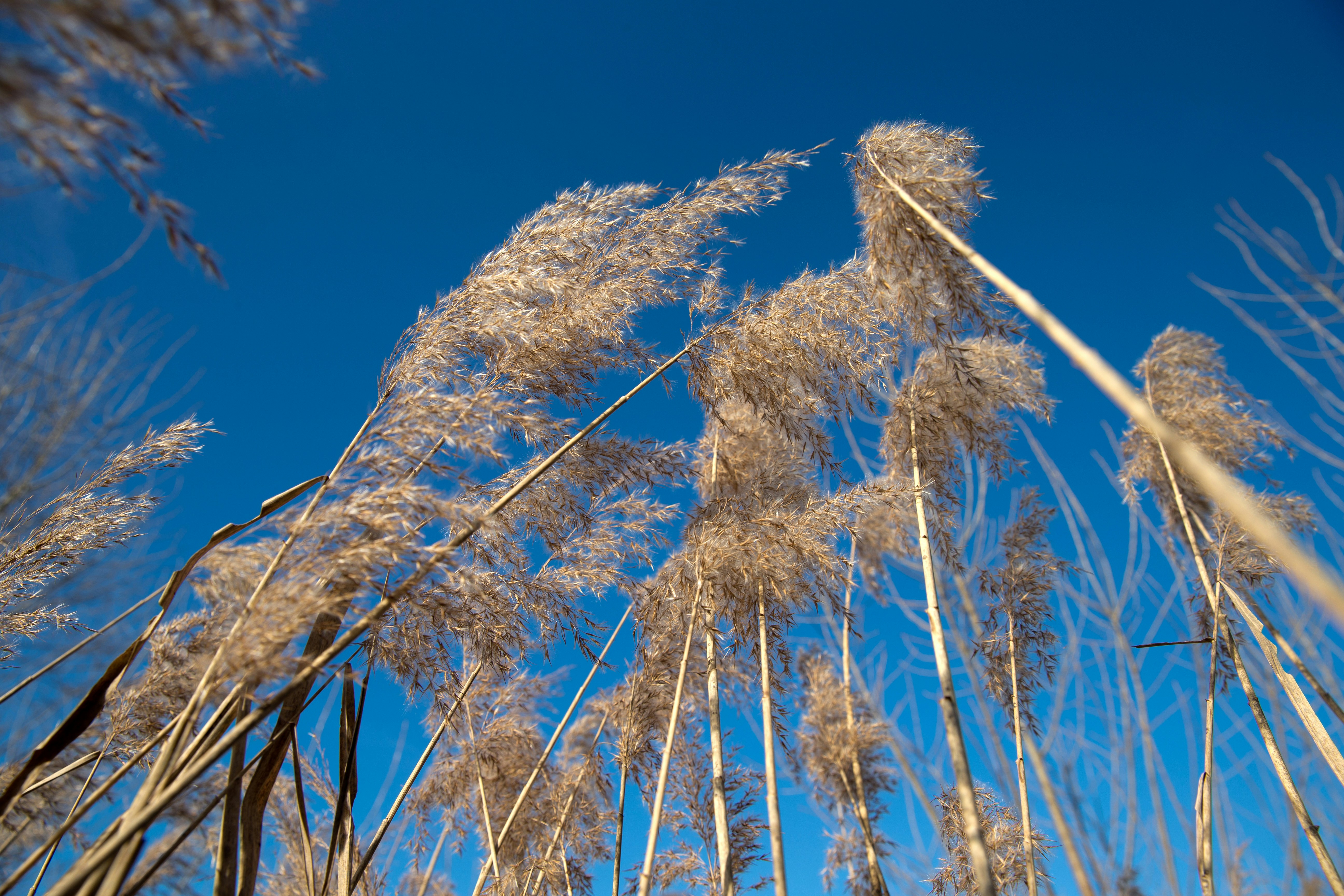 Whispers of the Wind: A Dance of Reeds