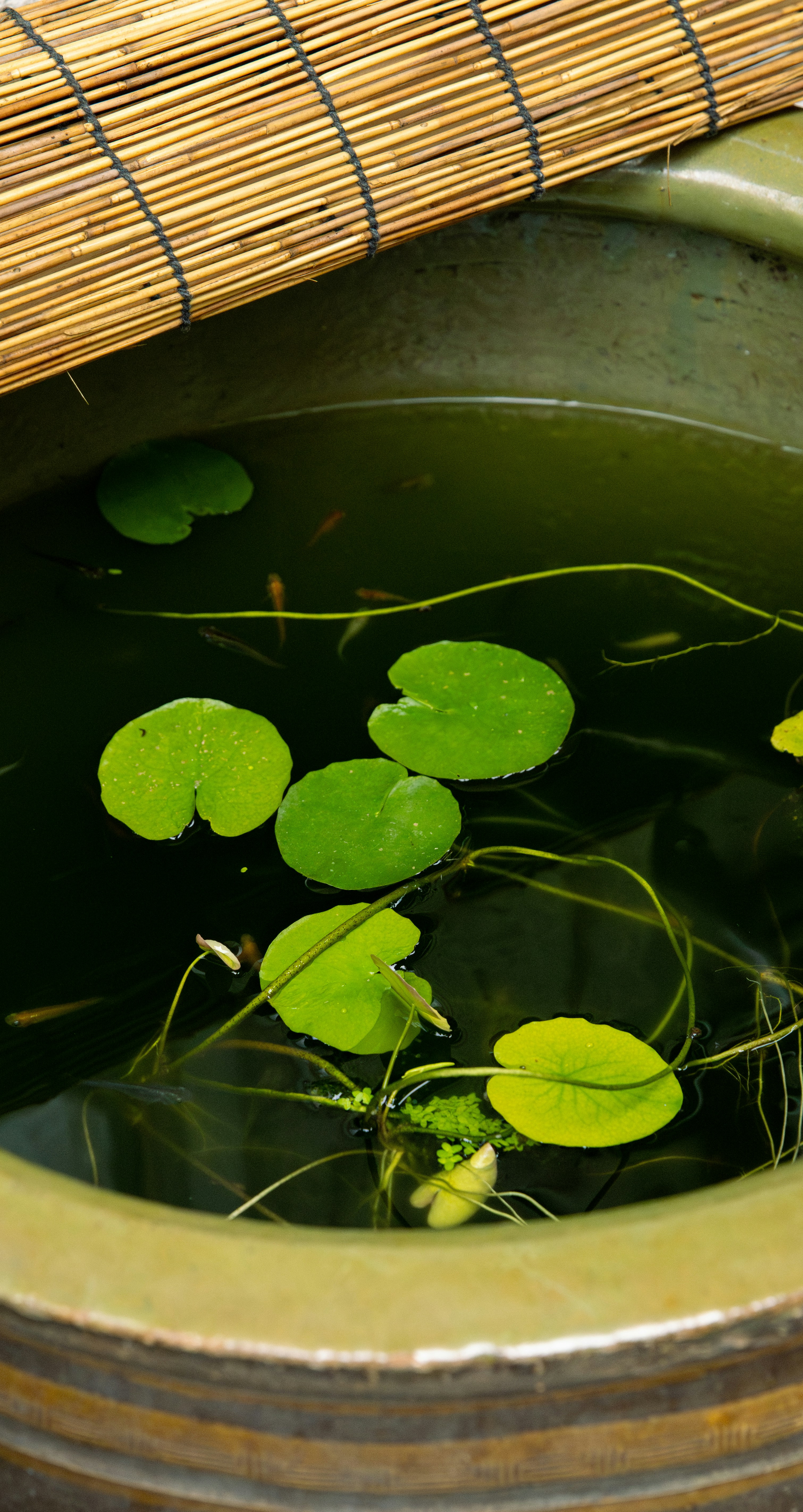 Serenity in Still Waters: A Green Oasis