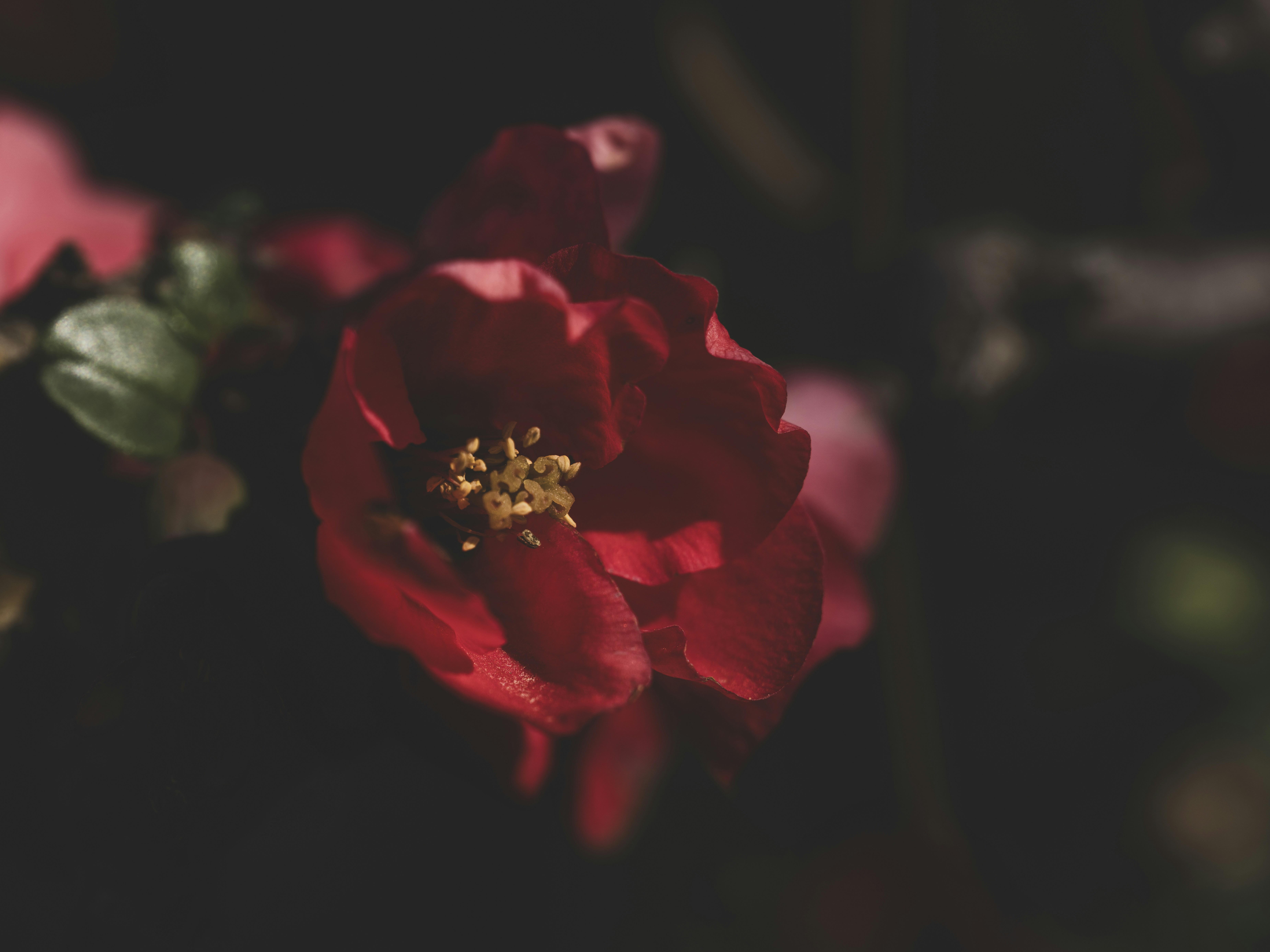 beautiful flower in the nature | A vibrant, red flower blooms in the light.