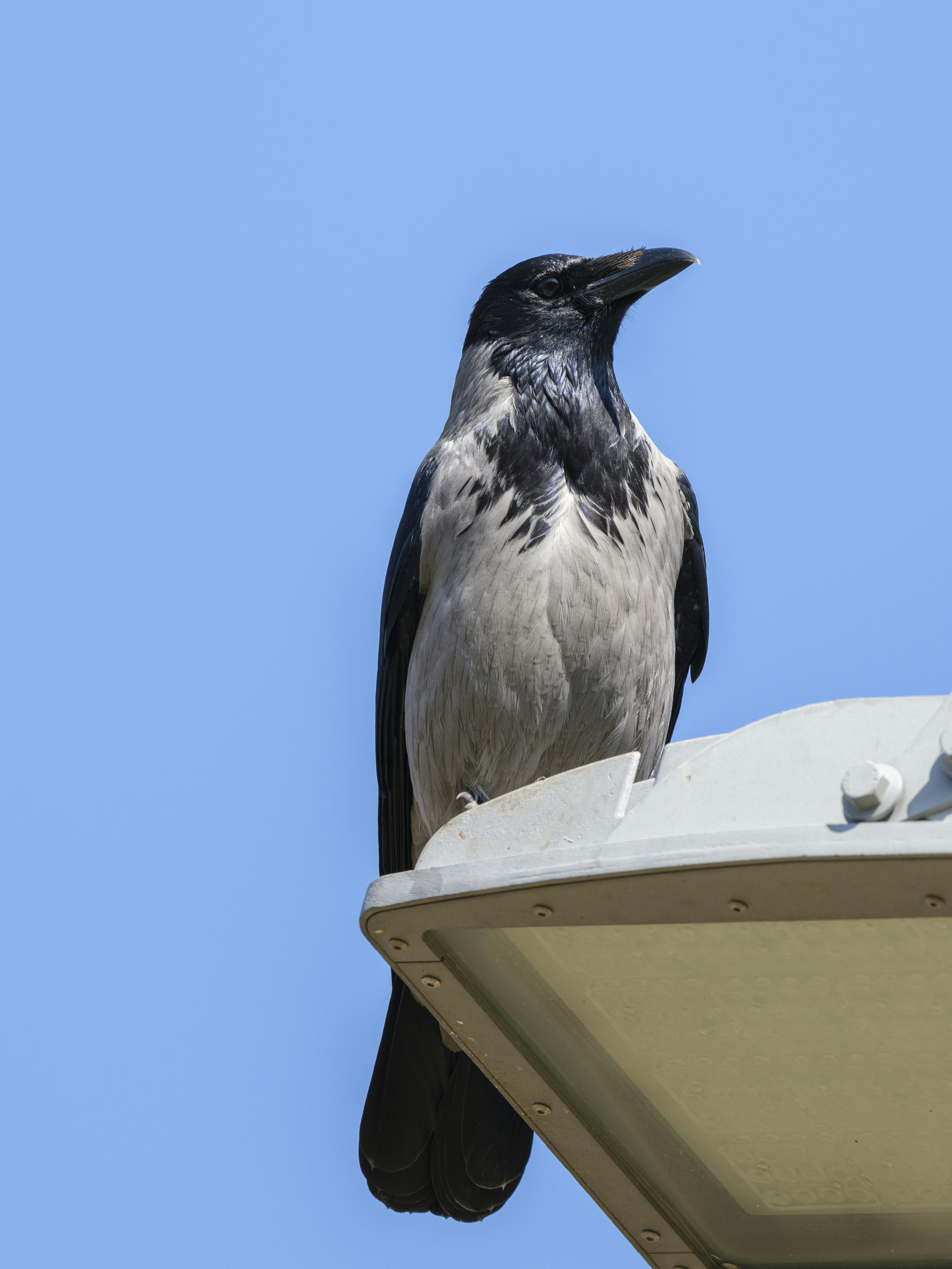 Cerulean Sentinel: A Crow Perched on a Streetlight Under a Clear Sky