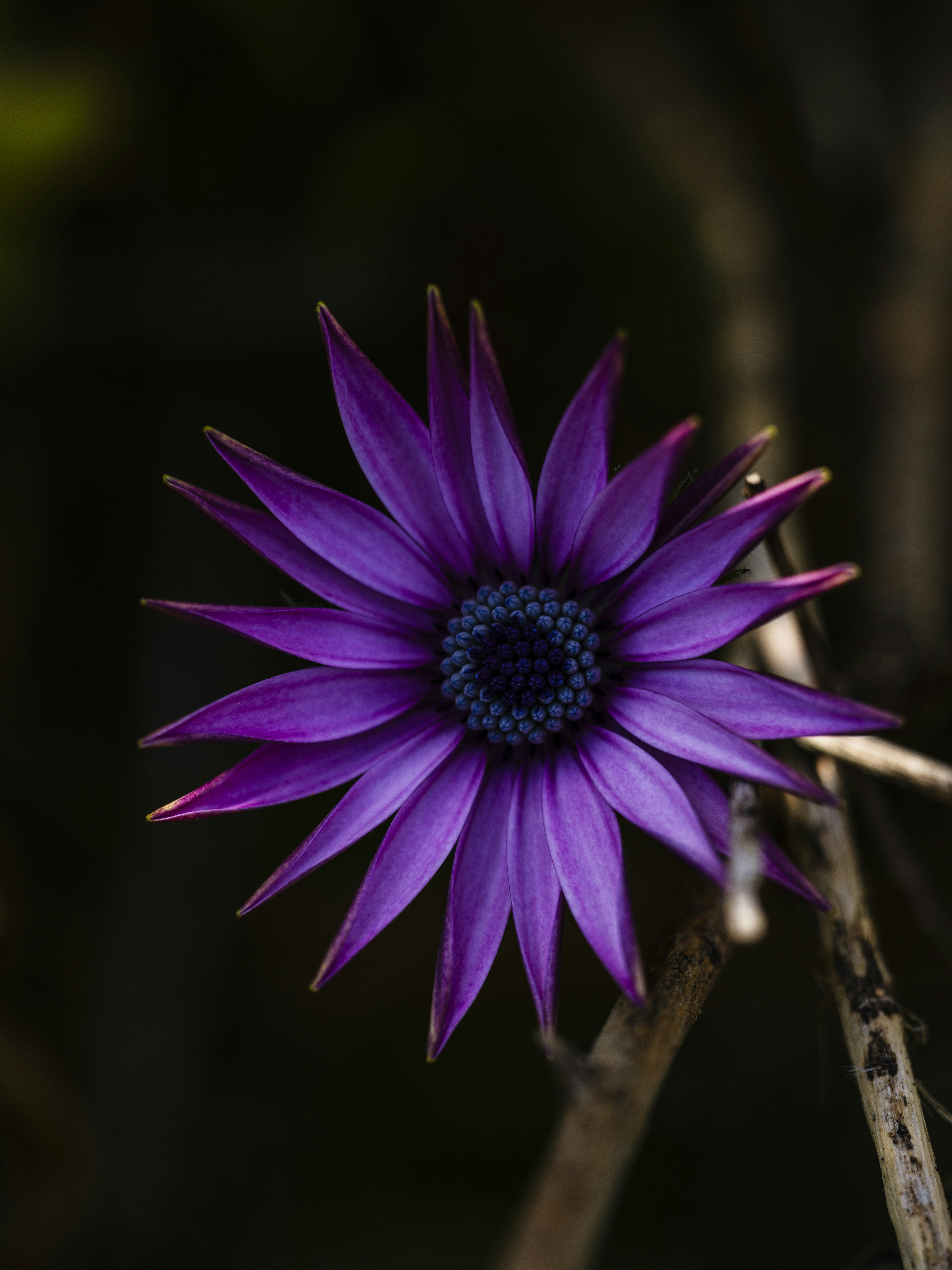 beautiful flower in the nature