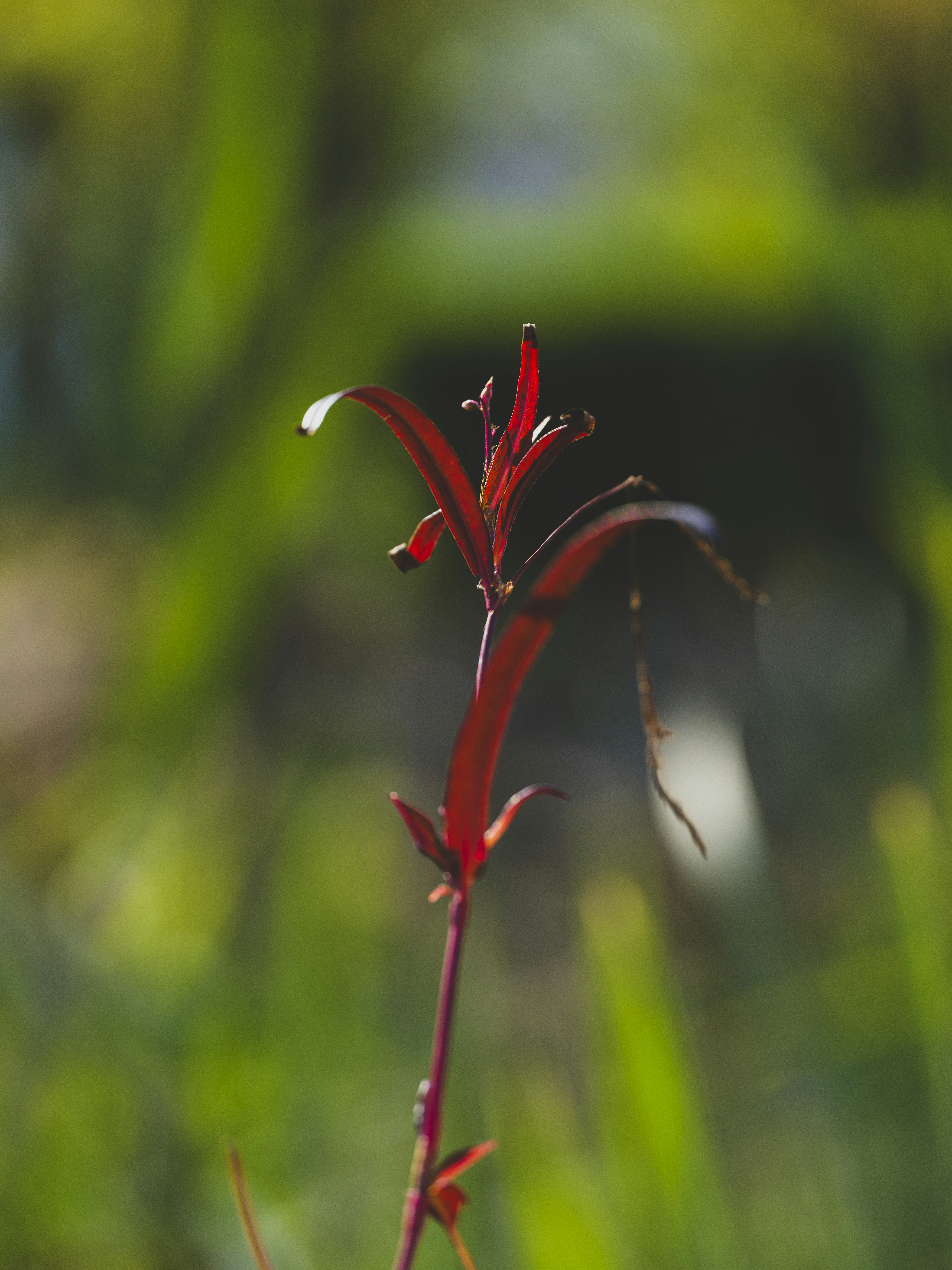Crimson Elegance Amidst a Verdant Canvas