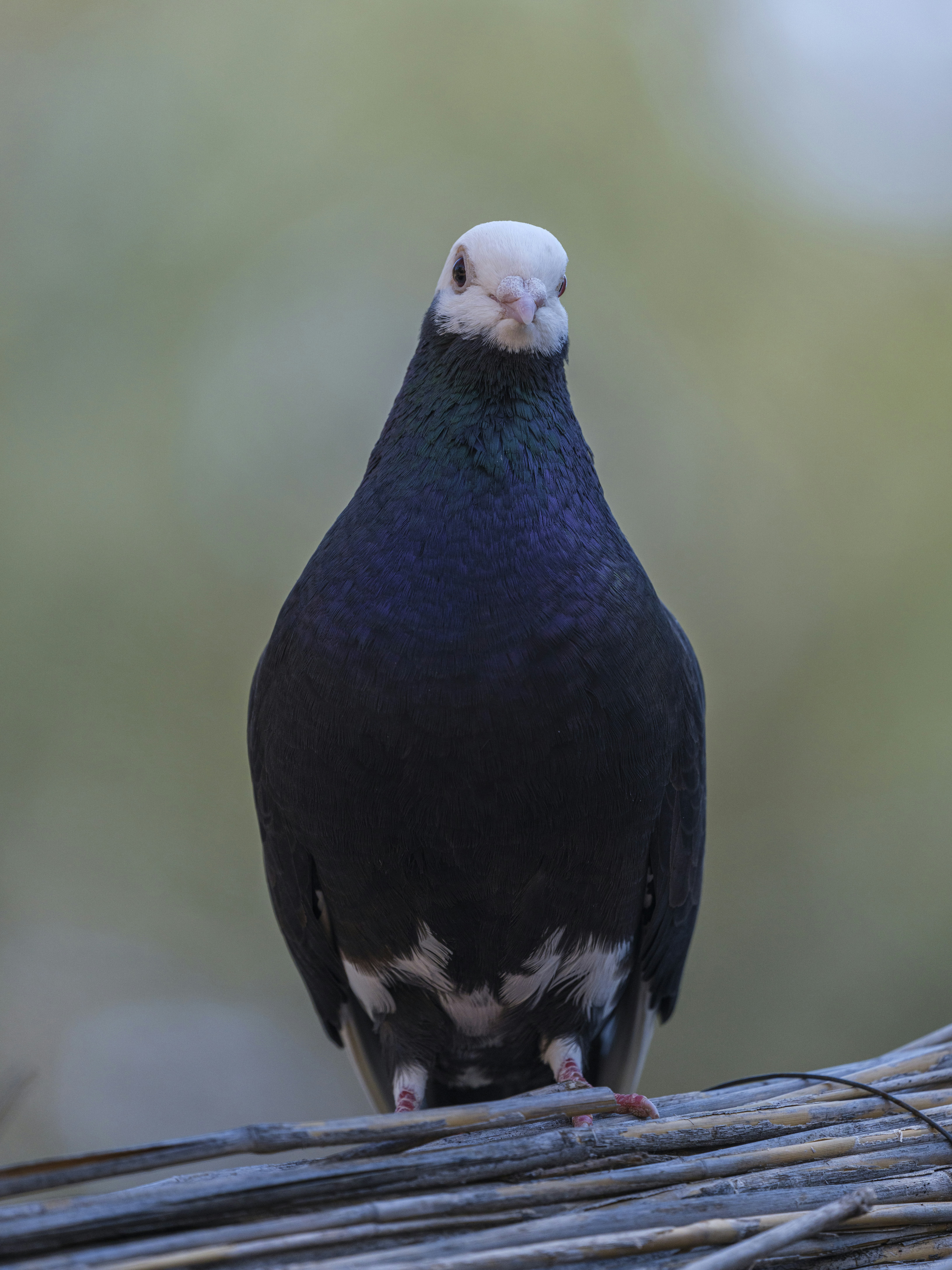 Iridescent Gaze: Pigeon Portrait on a Woven Reed