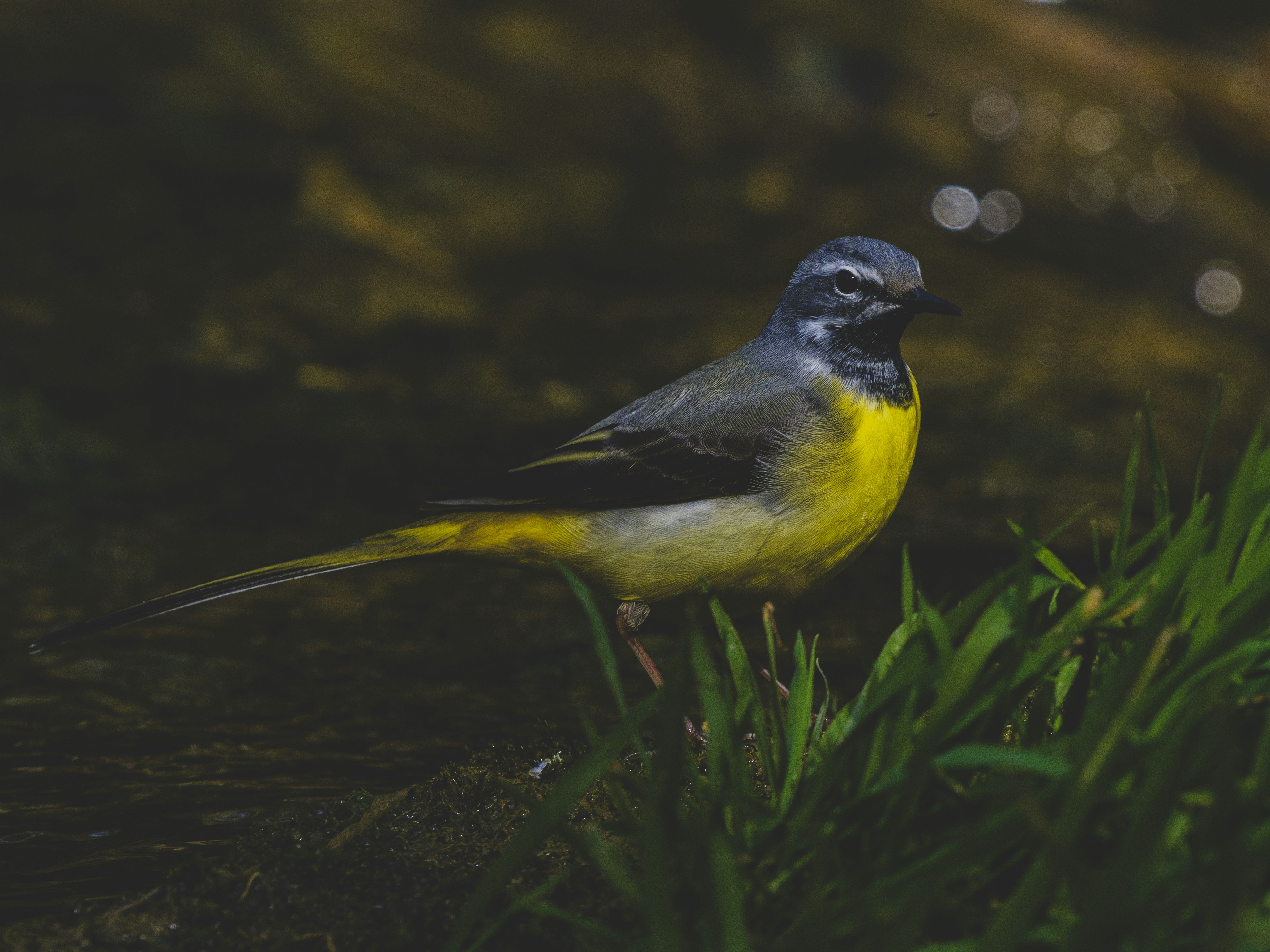 Riverbank Portrait: Great Tit in Dappled Light