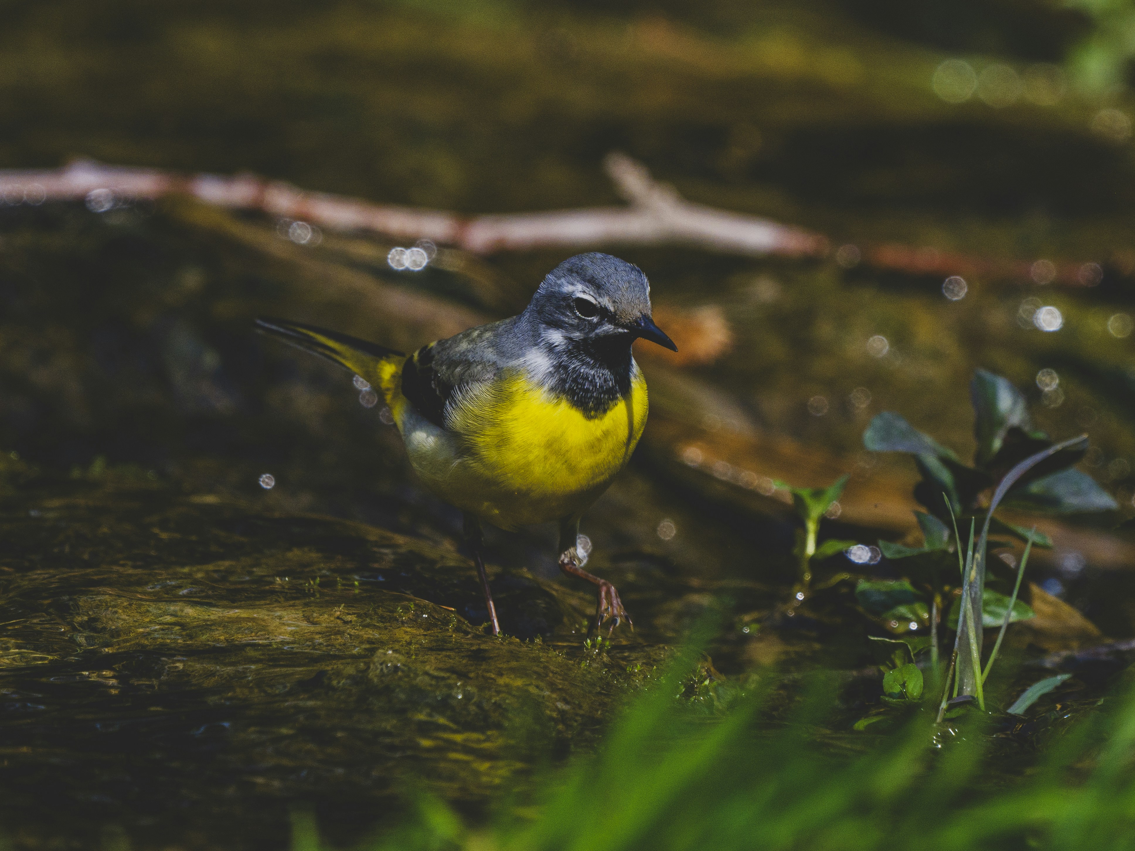 Grey wagtail, Motacilla cinerea, single by water. Antalya, Turkey