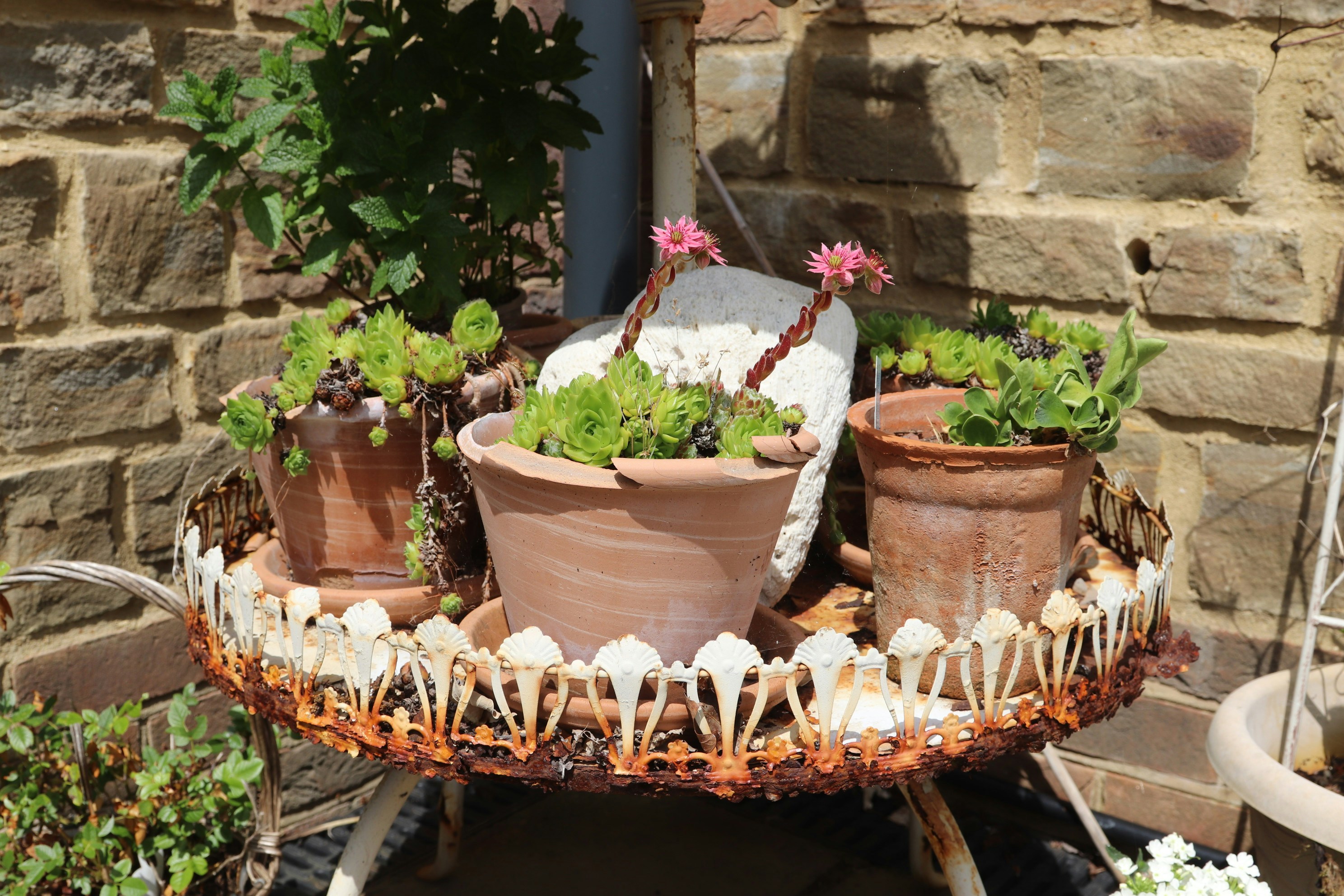 Circle of Pots on a Weathered Tray: Sunlit Greens Against a Brick Backdrop