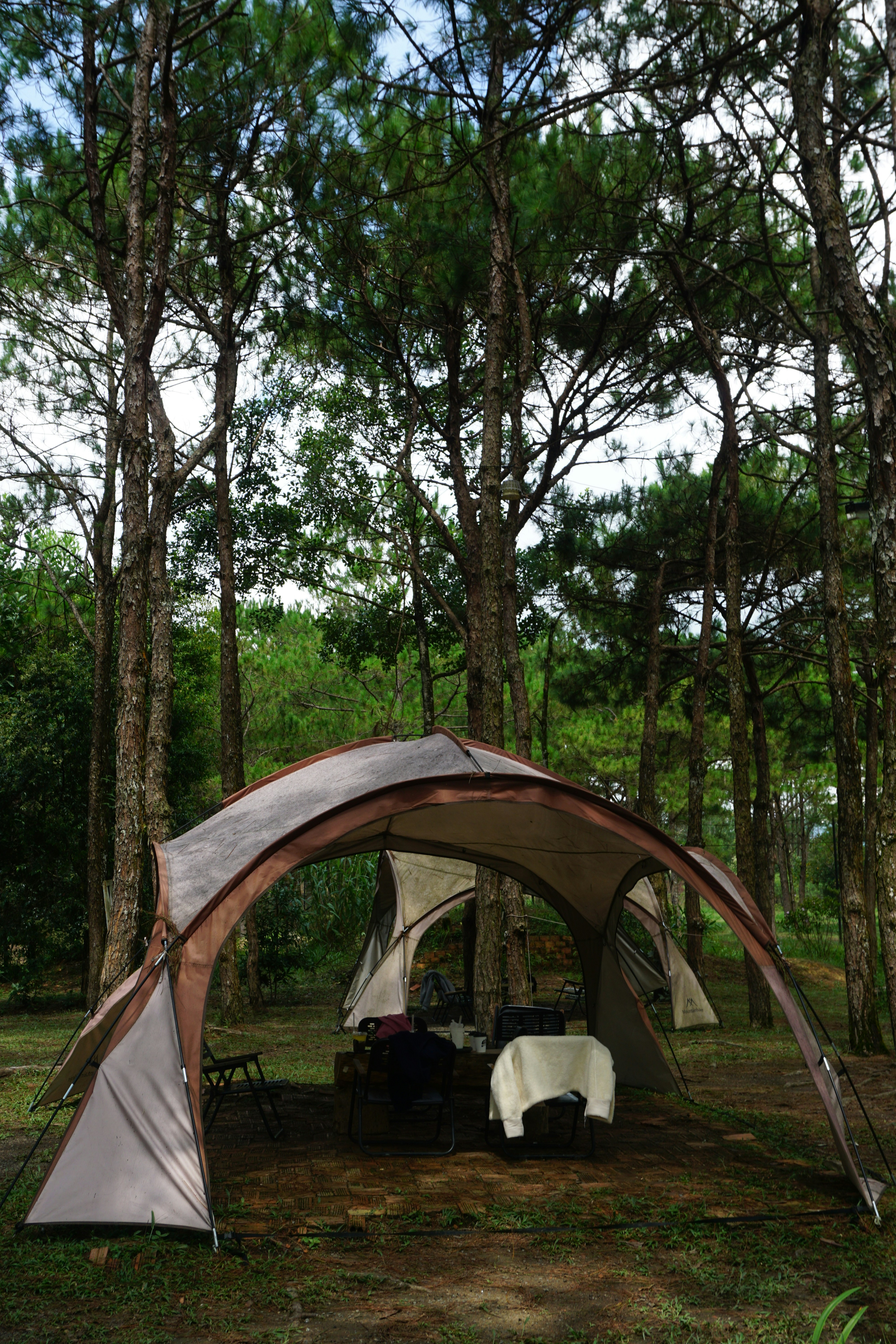 Camping tents are set up among the tall trees.