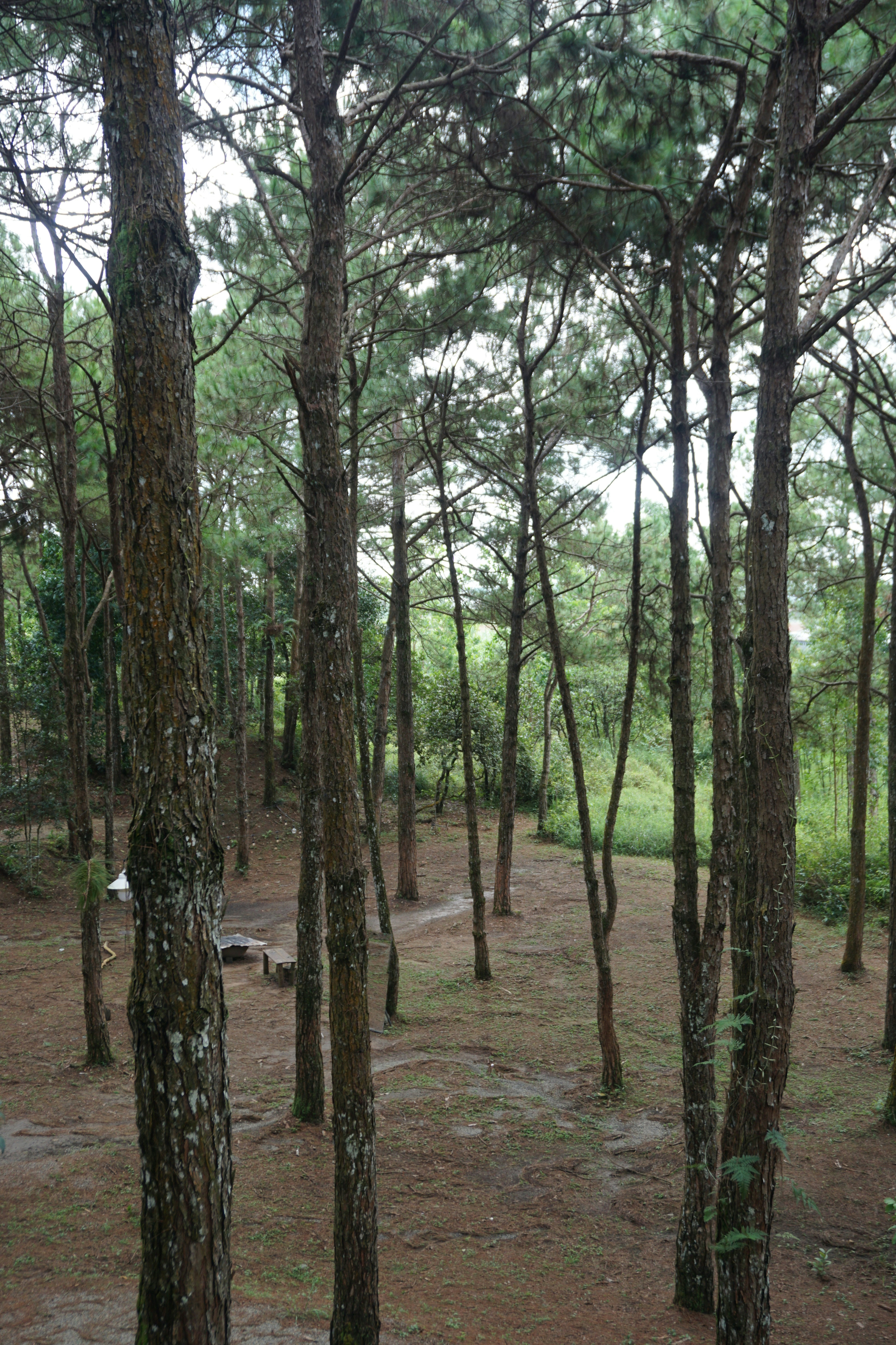 Tall pine trees create a serene atmosphere in a wooded area, with a gentle path winding through the forest floor. Natural light filters through the foliage, enhancing the tranquil setting.