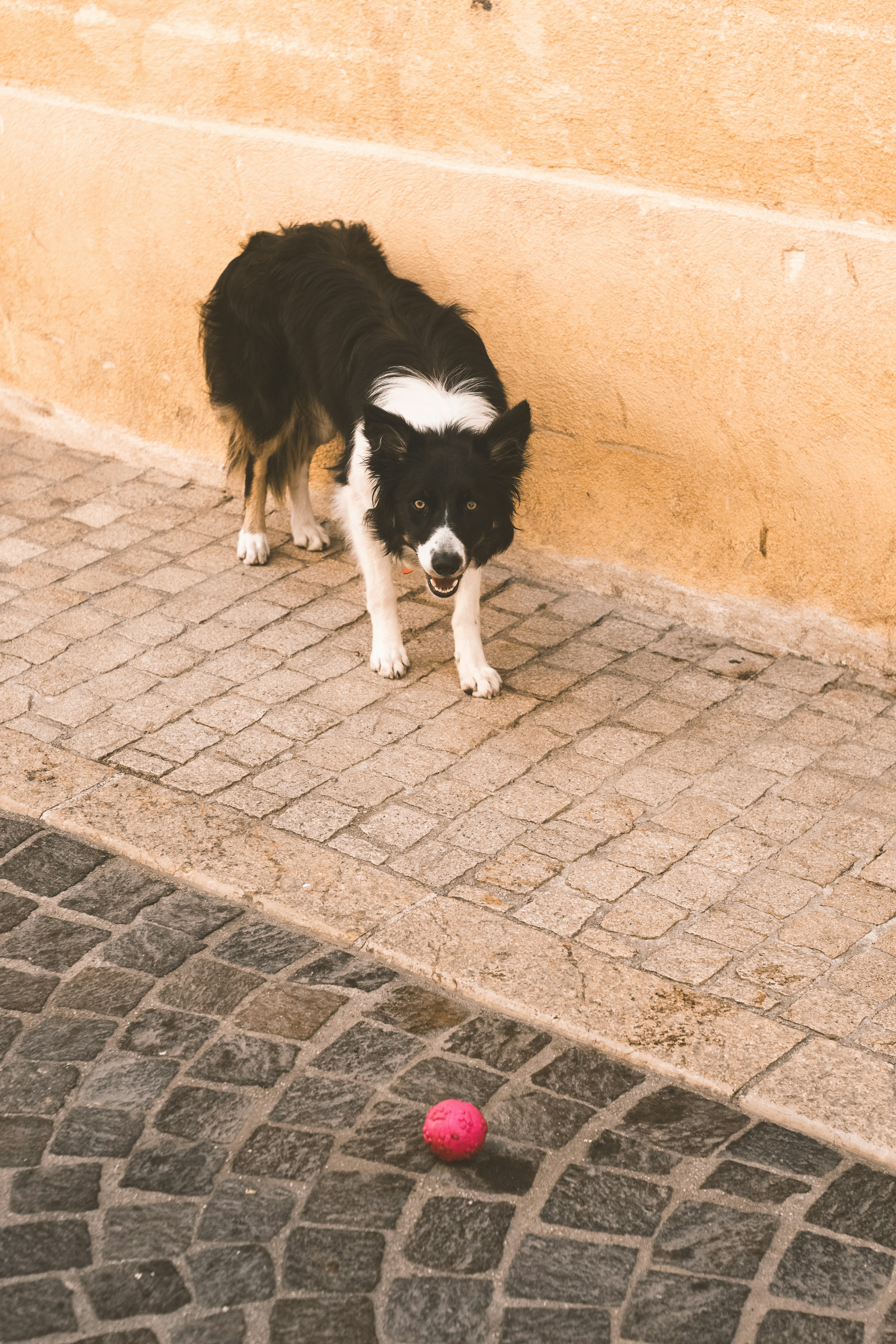 A border collie stares at a pink ball.