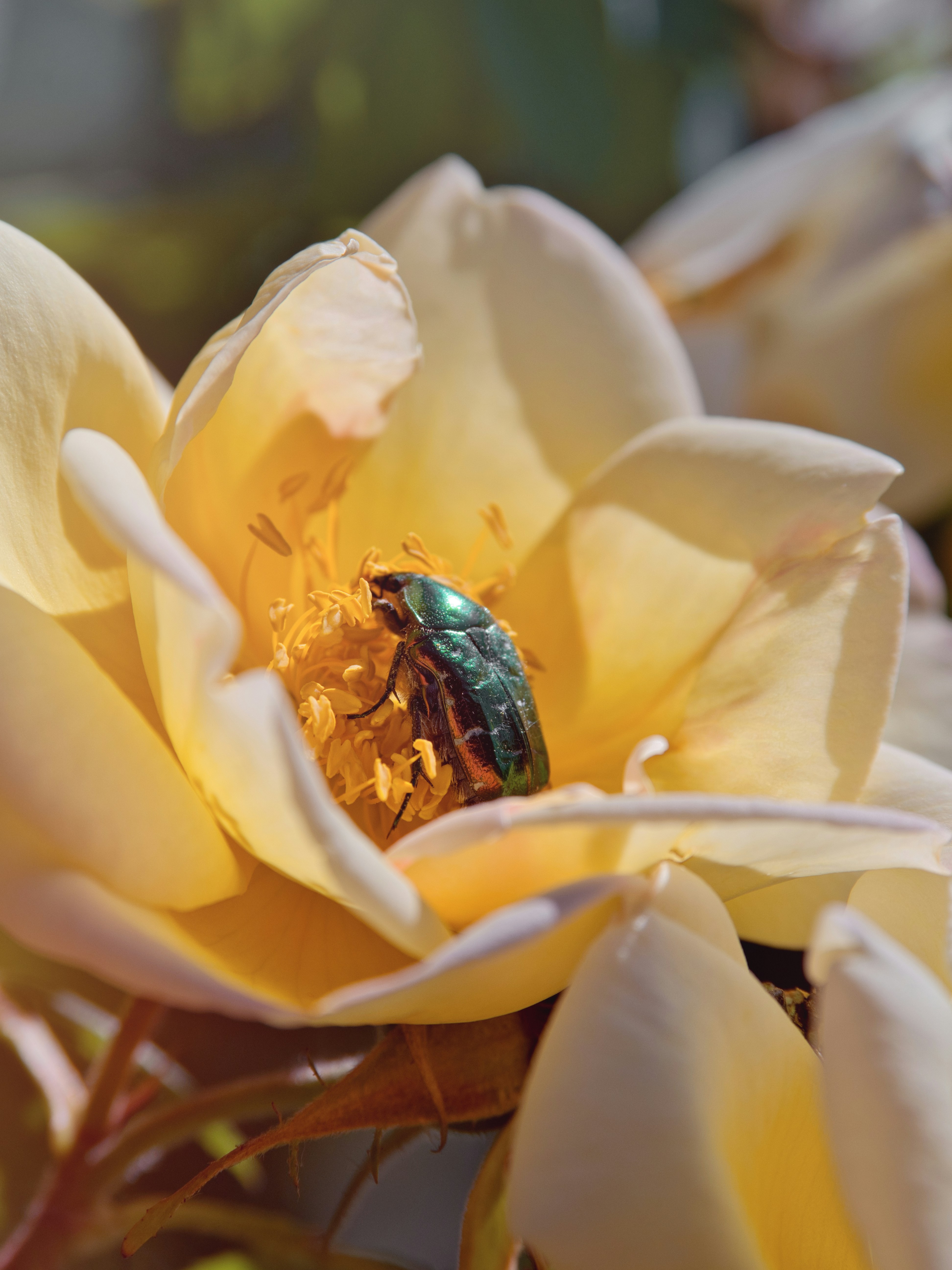 Emerald Scarab in the Heart of a Pale Yellow Rose