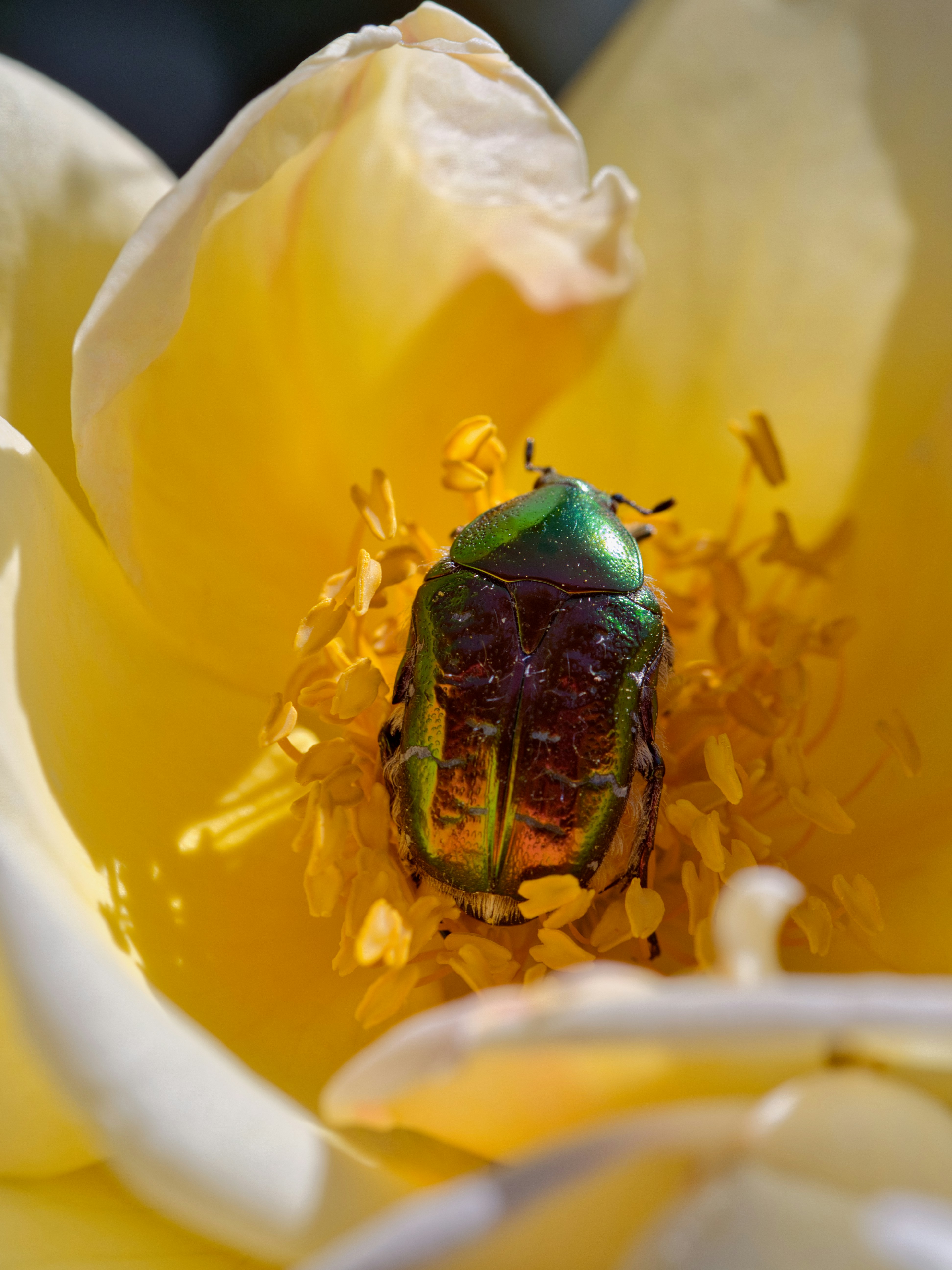 Emerald Shield Beetle on a Sunlit Yellow Rose