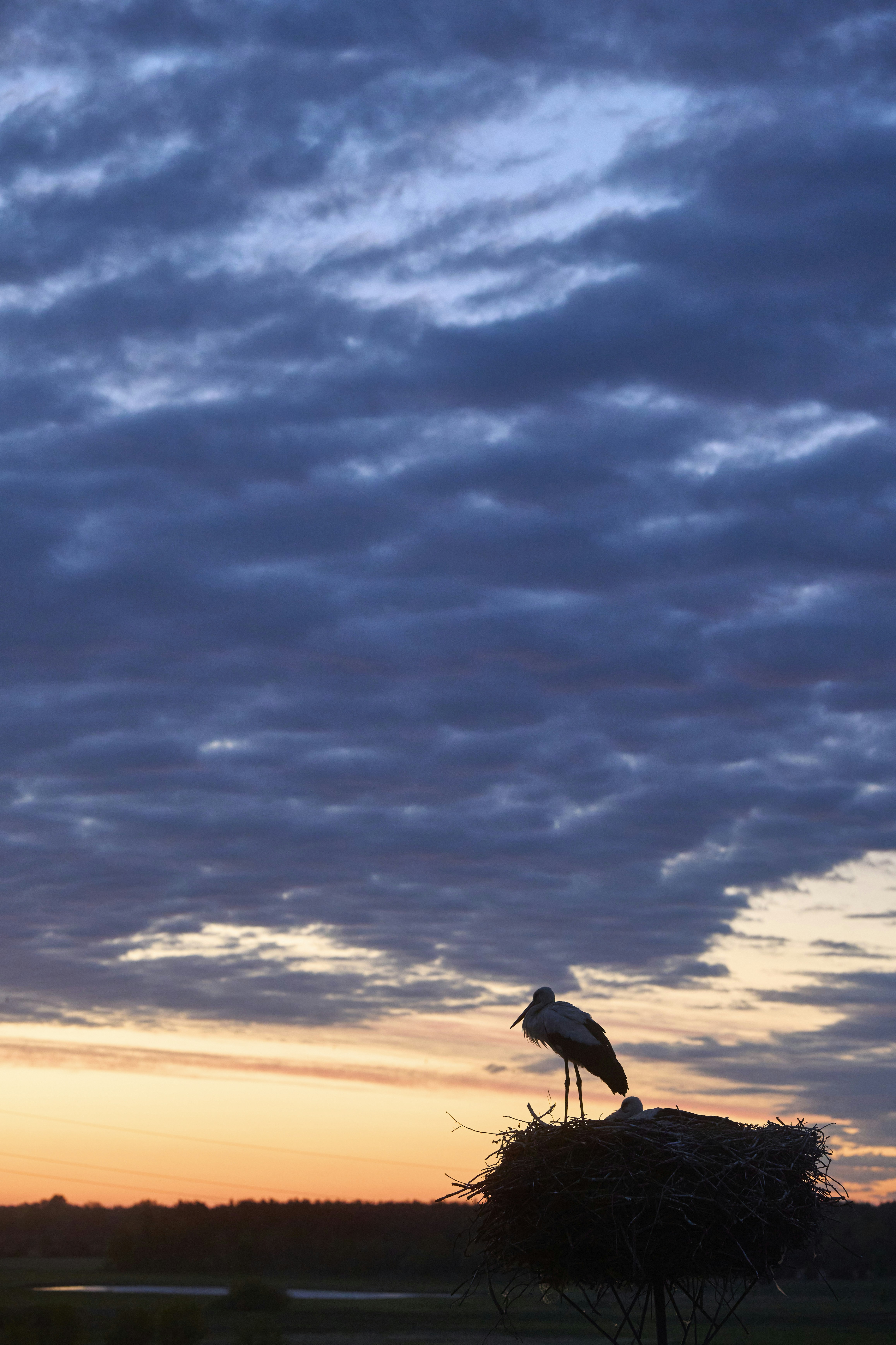 Dusk Sentinel on a Reed Nest Beneath a Velvet Sky
