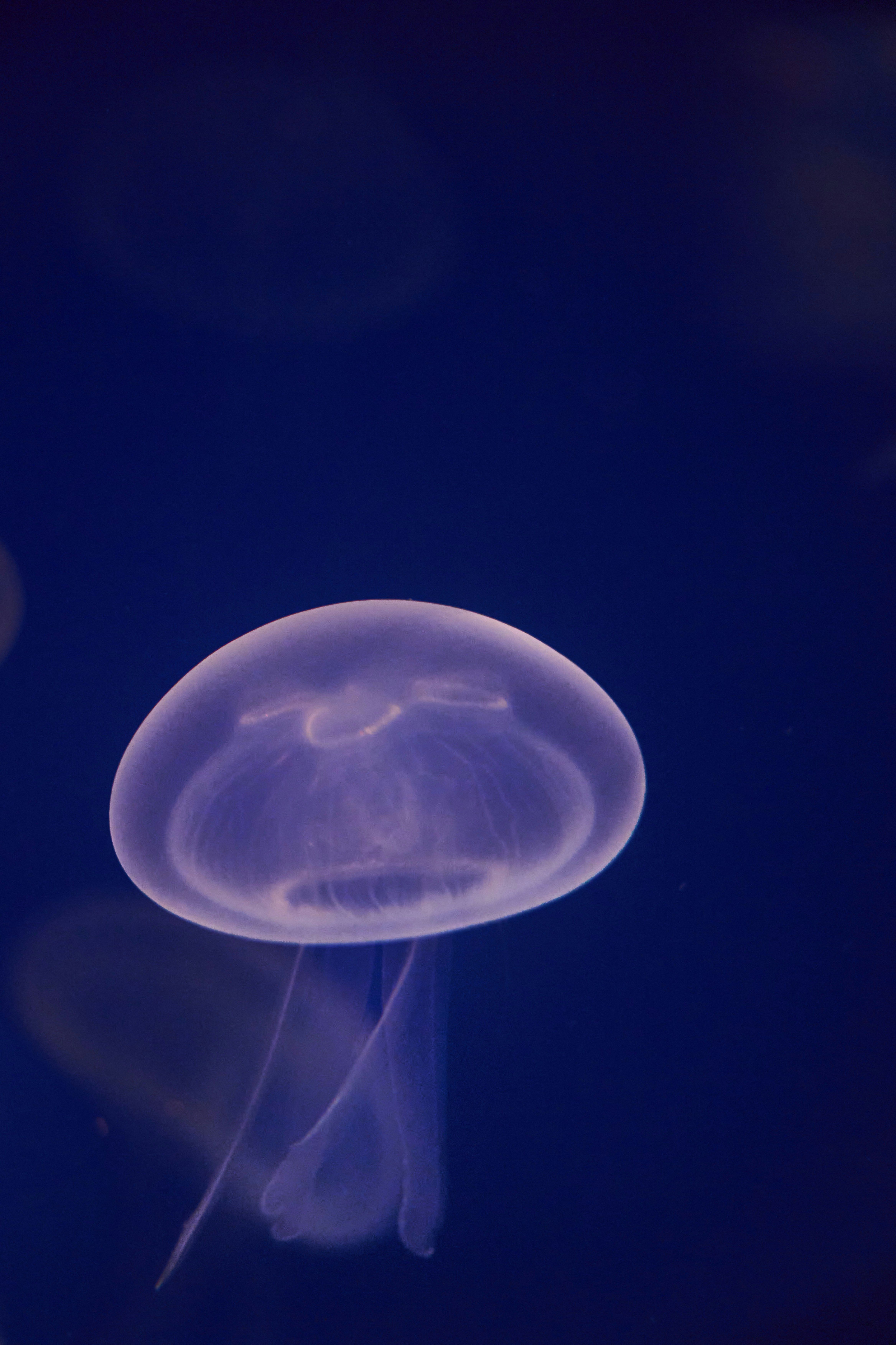 Ethereal Dance of the Moon Jellyfish